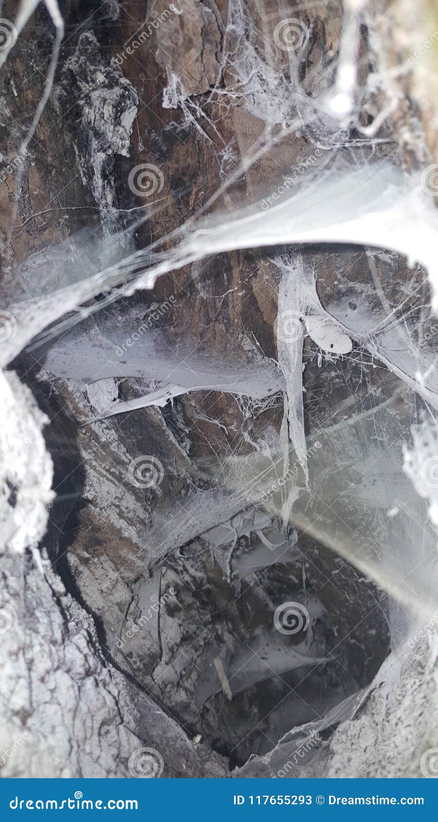 Scary spider cave stock image. Image of cave, spider - 117655293