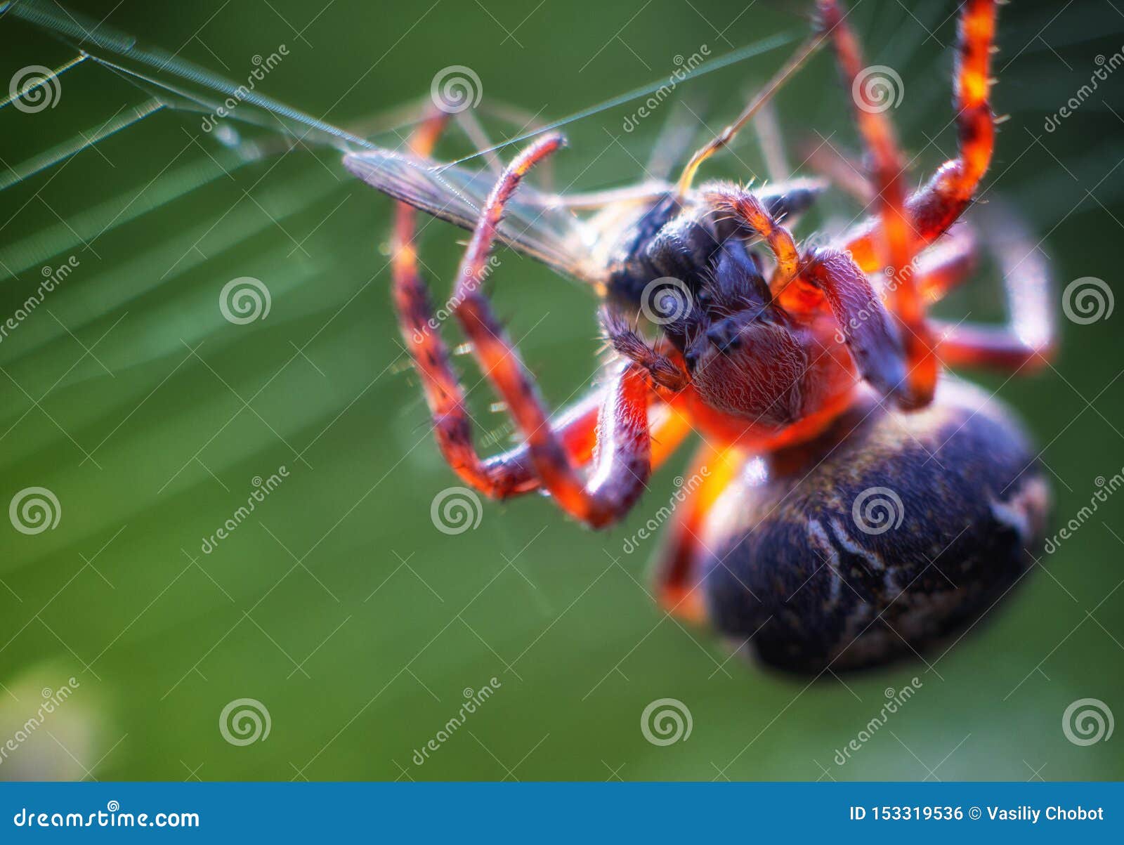 Scary Spider Eating Mosquito With Green Background Stock Photo ...