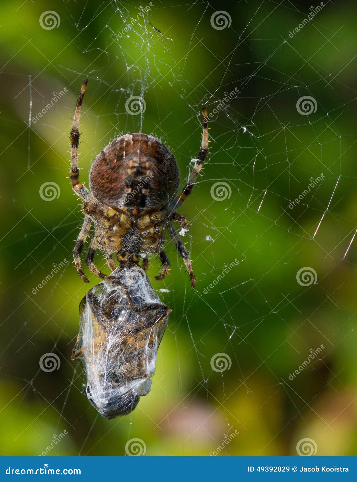 Scary Spider Feeding on Its Prey Stock Image - Image of insect, garden ...