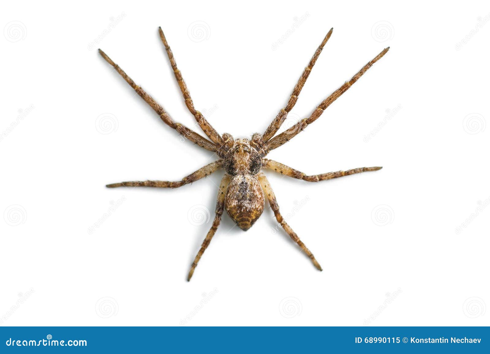 Scary Spider Monster Royalty-Free Stock Photo | CartoonDealer.com #72308343