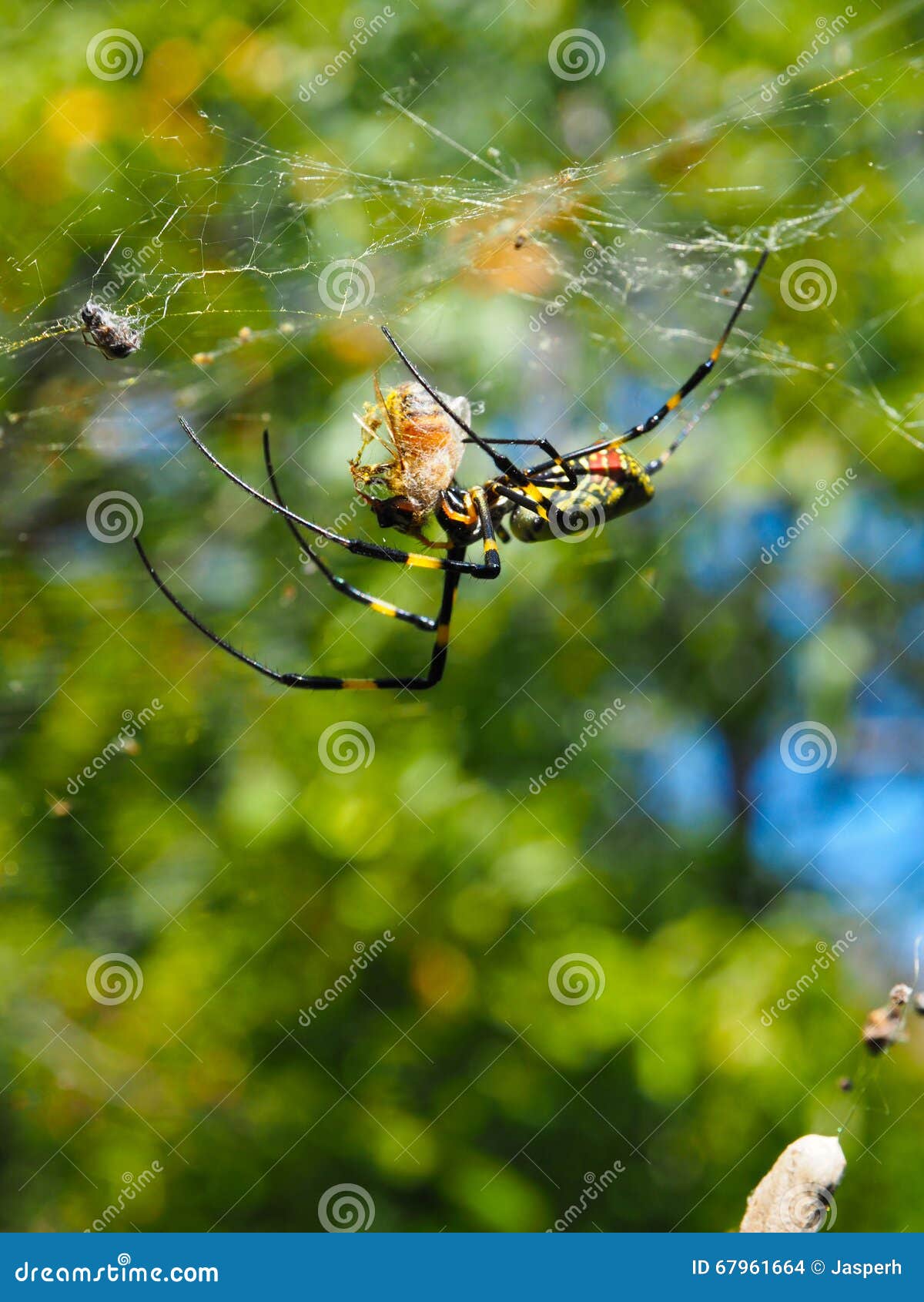 Scary spider in its web. stock photo. Image of summer - 67961664