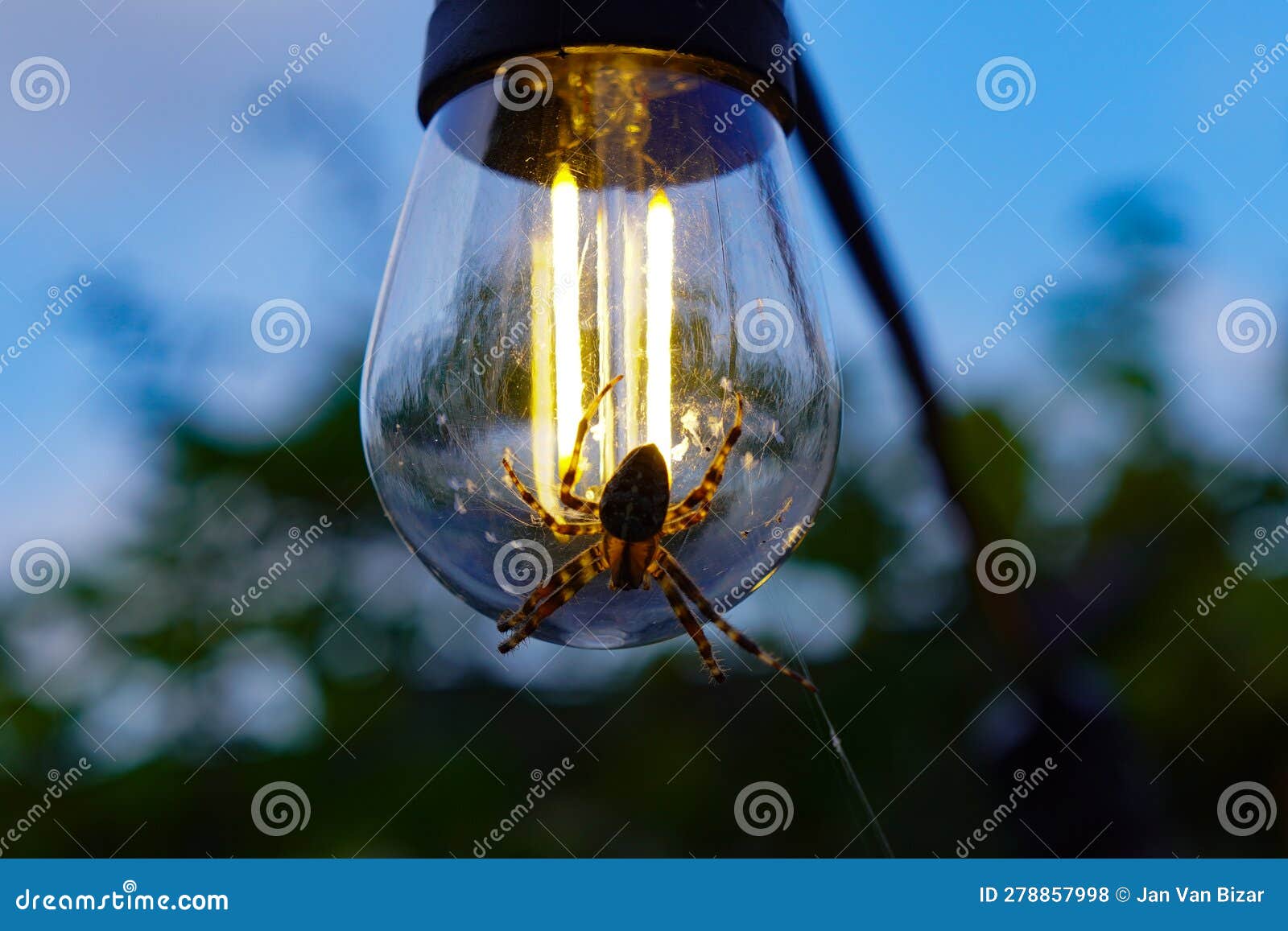 Scary Spider on a Light Bulb Stock Photo - Image of drink, weaving ...
