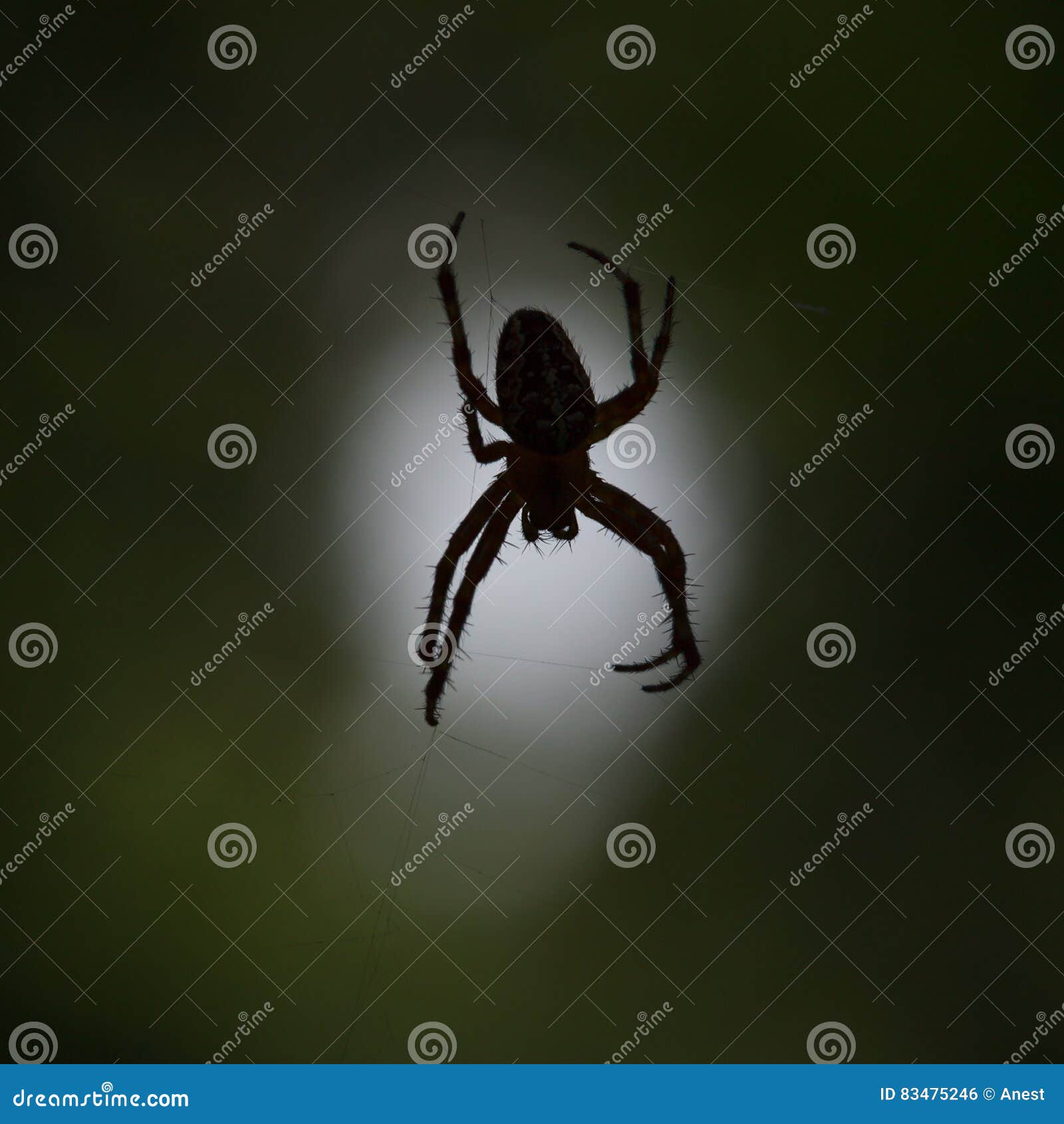 Scary spider stock photo. Image of invertebrate, arachnophobia - 83475246