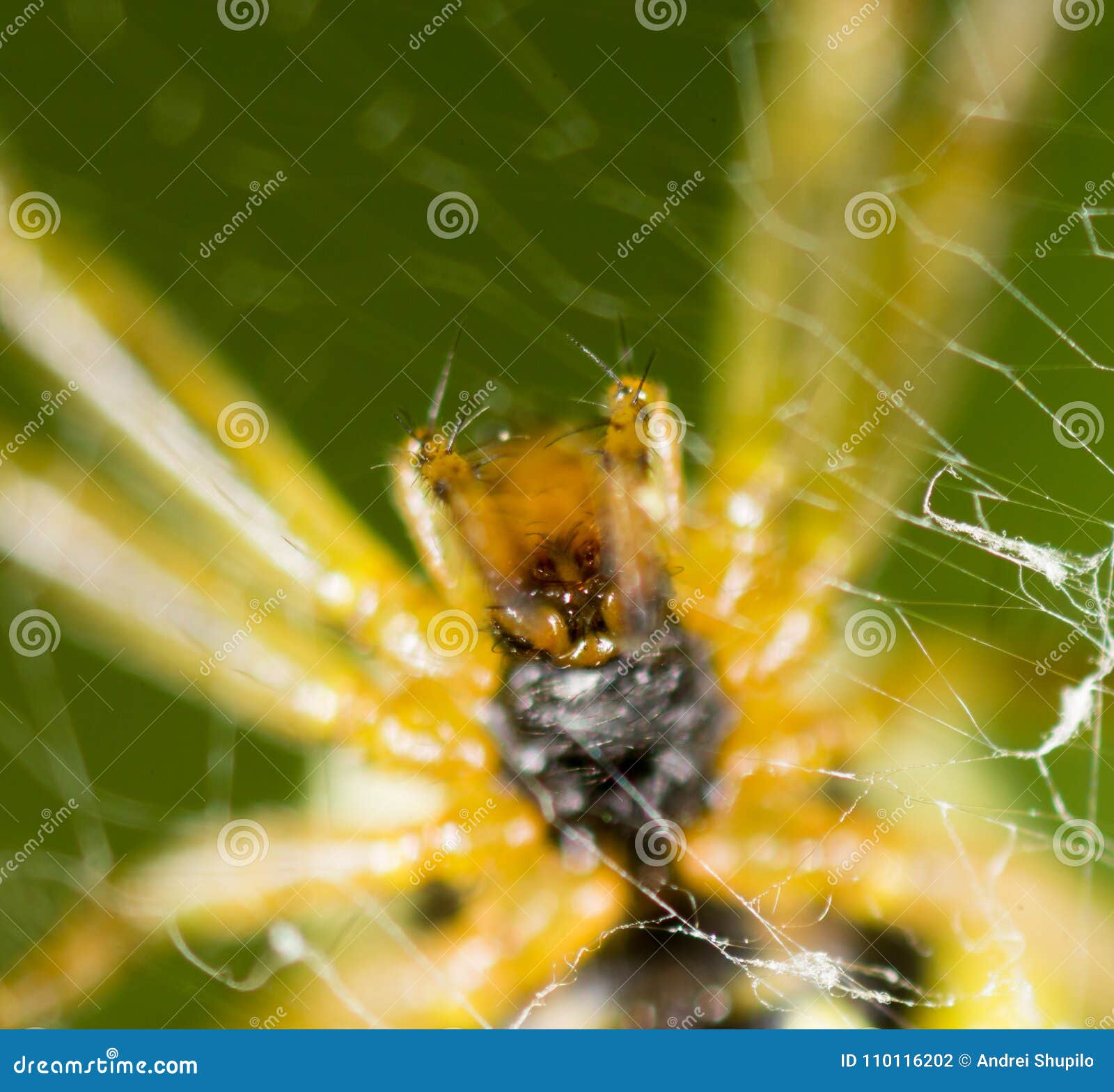 Scary Spider in Nature. Macro Stock Photo - Image of color, animal ...