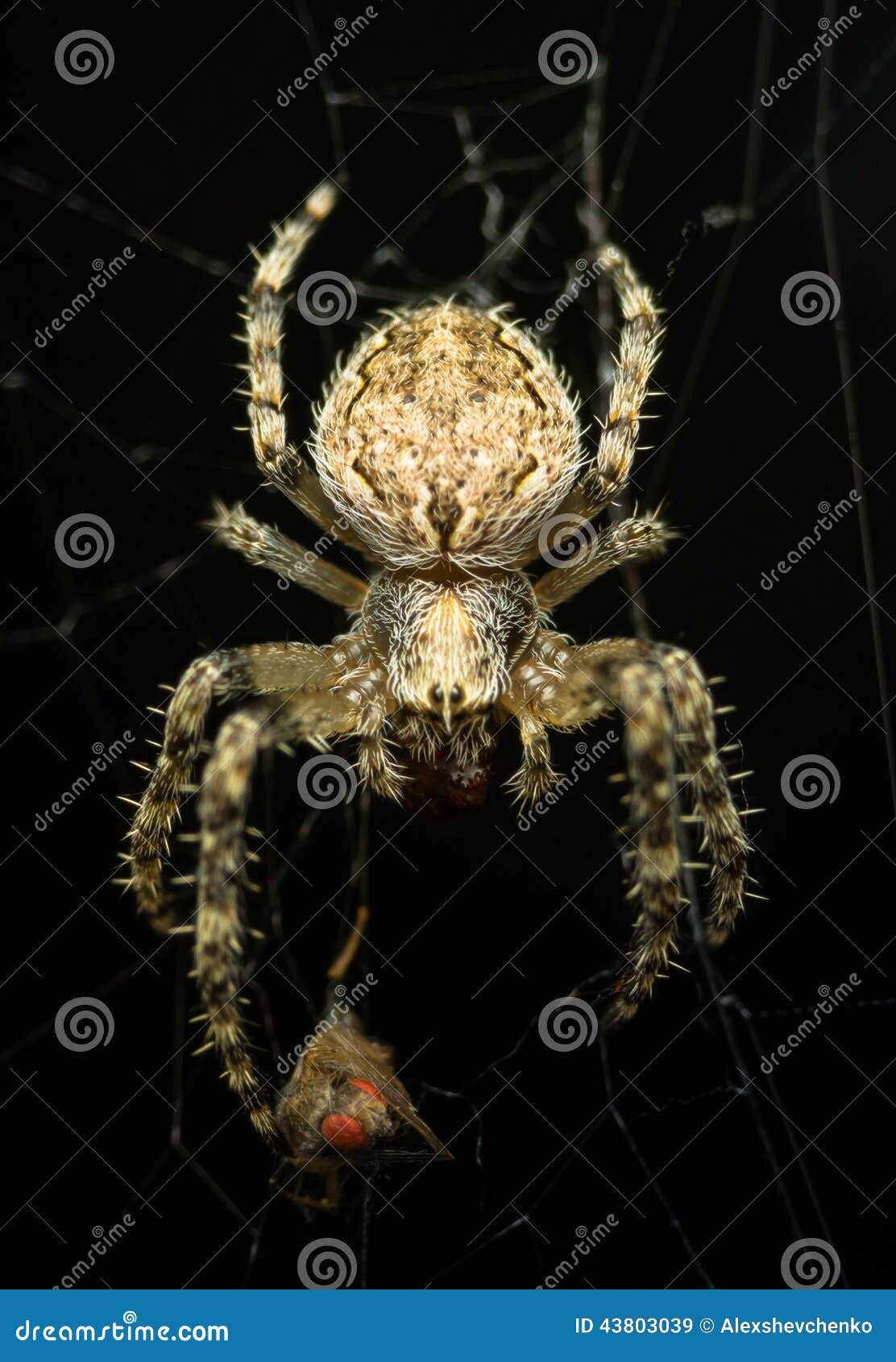 Scary Spider Monster Royalty-Free Stock Photo | CartoonDealer.com #72308343