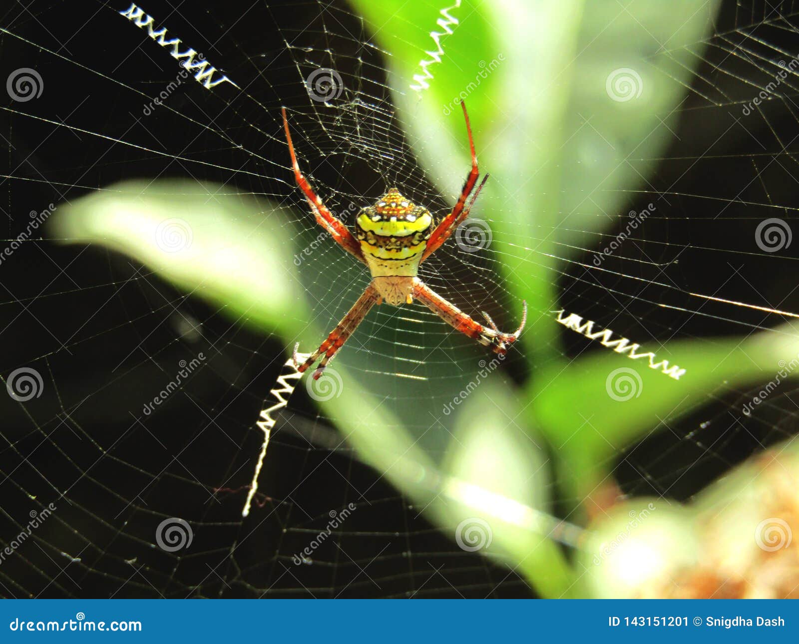 Scary spider stock image. Image of spider, spiderweb - 143151201