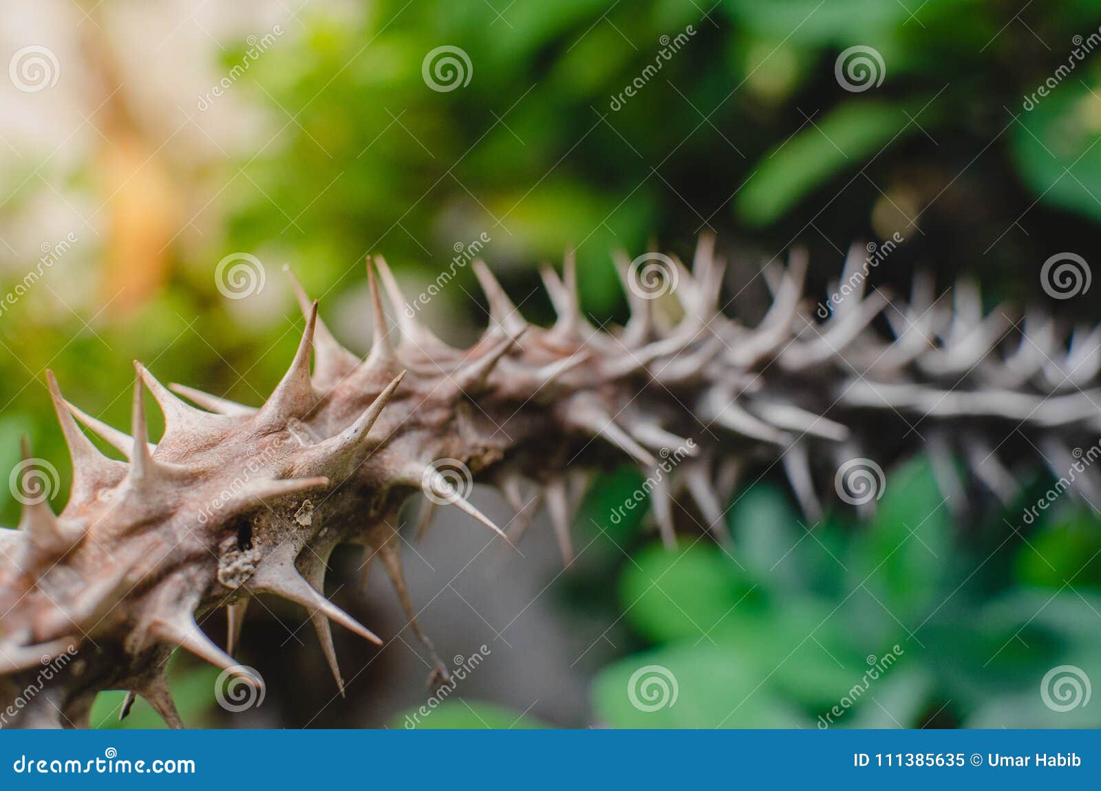 Scary Spiky Sharp Thorns stock image. Image of thorns - 111385635
