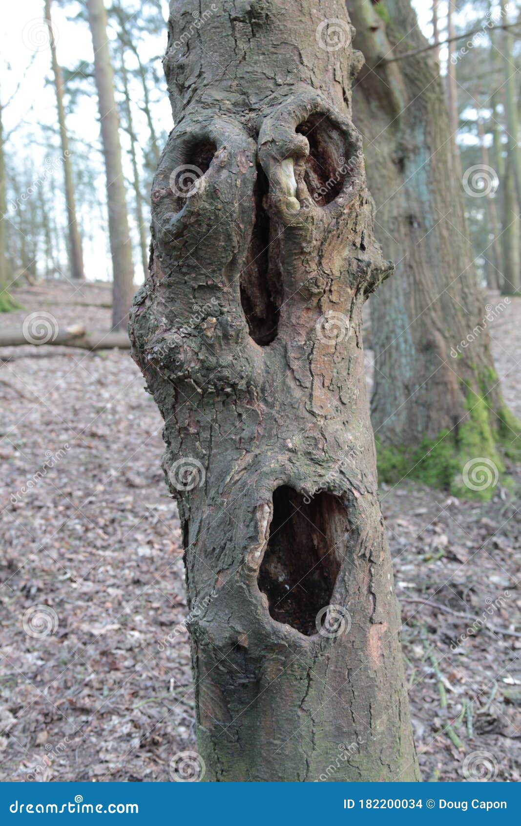 Scary Or Spooky Looking Tree That Has A Face Stock Photography ...