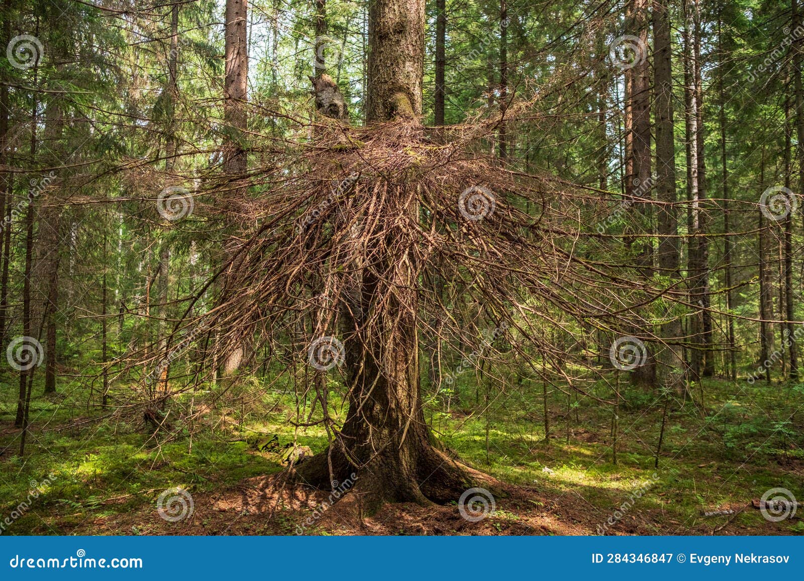 Scary Spruce Tree in the Forest. Stock Image - Image of forest ...