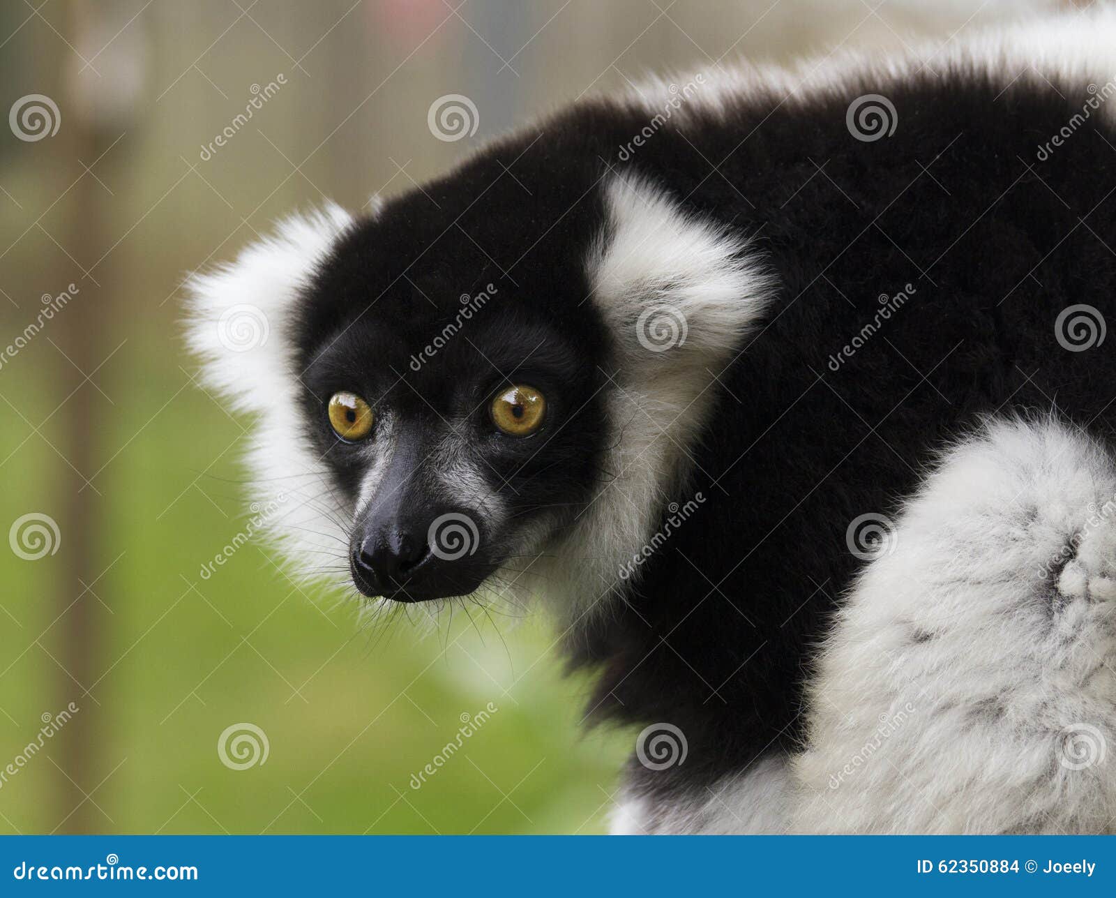 Scary Staring Lemur stock photo. Image of safari, black - 62350884