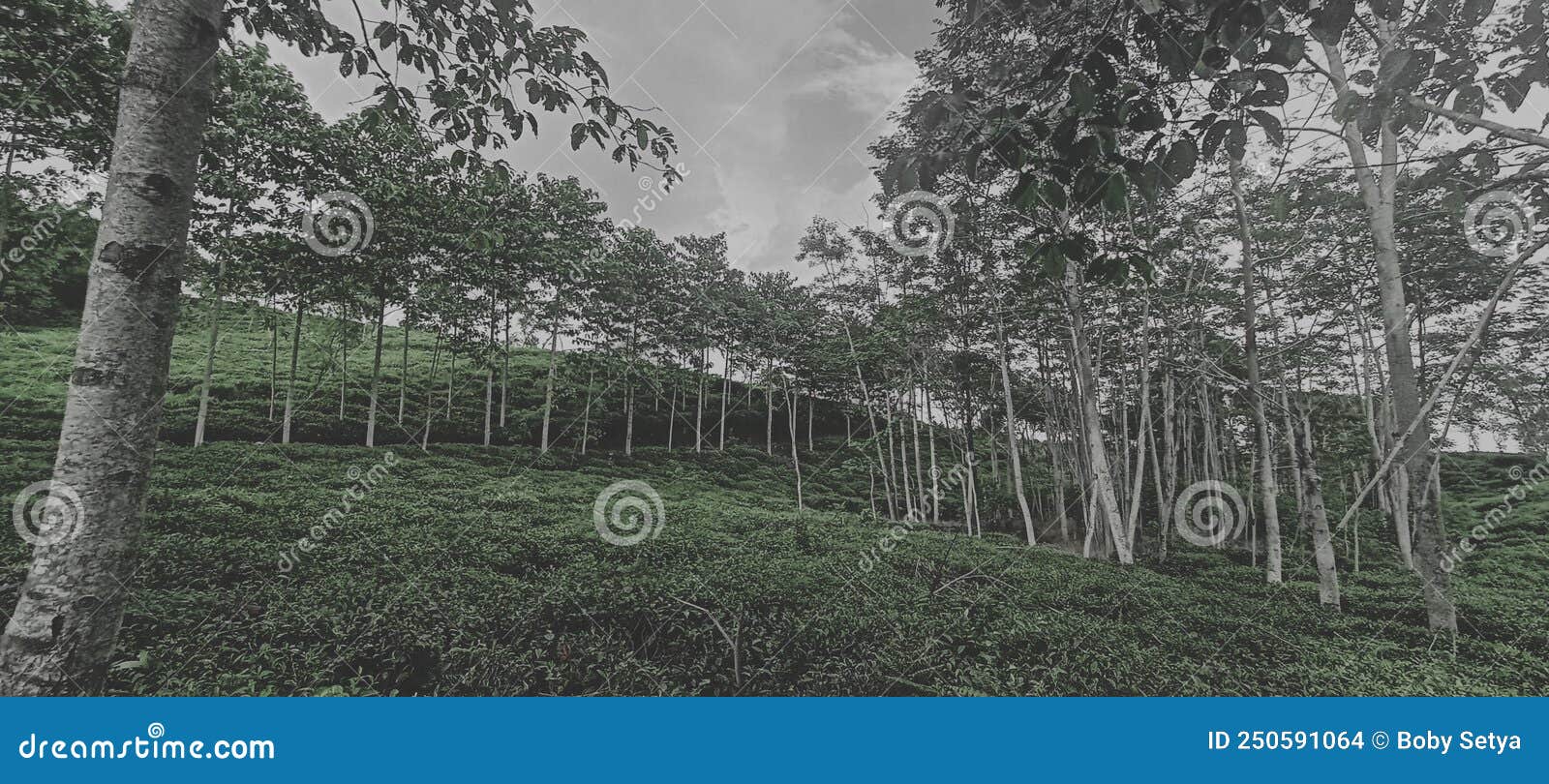 Scary Tea Garden Stock Photos - Free & Royalty-Free Stock Photos from ...