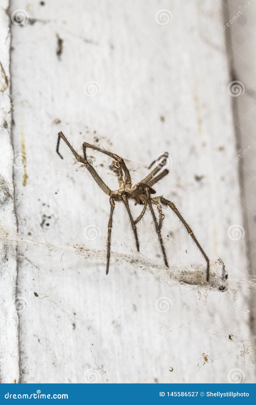 Scary Thick Spider Webs and Dead and Alive Spiders Close Up Stock Image ...