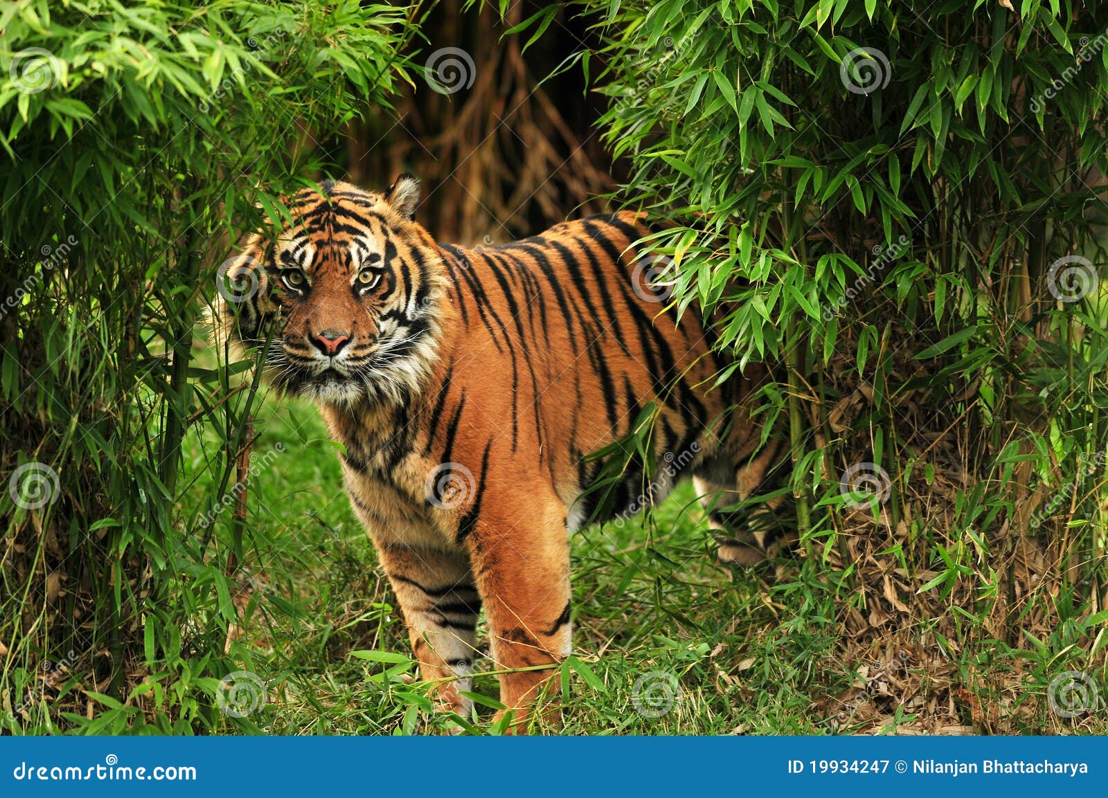 Scary Tiger in the woods stock image. Image of angry - 19934247