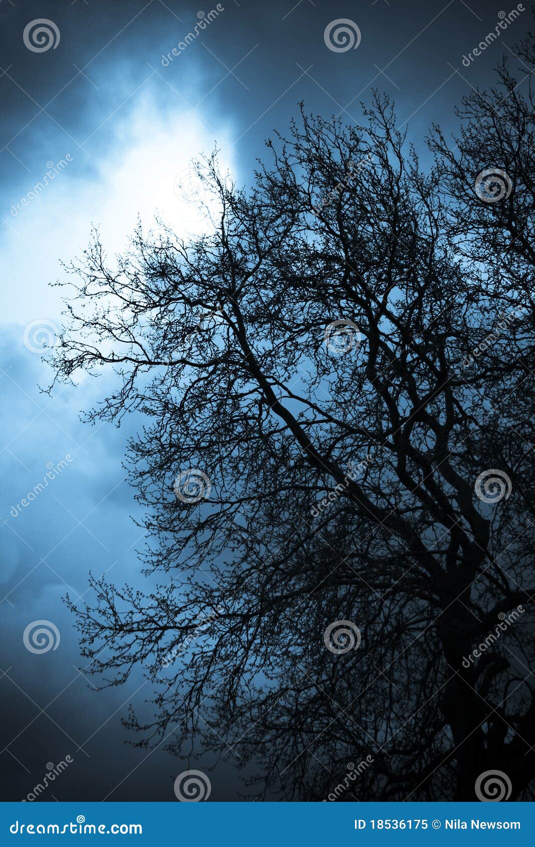 Scary Tree stock image. Image of spooky, dark, silouette - 18536175