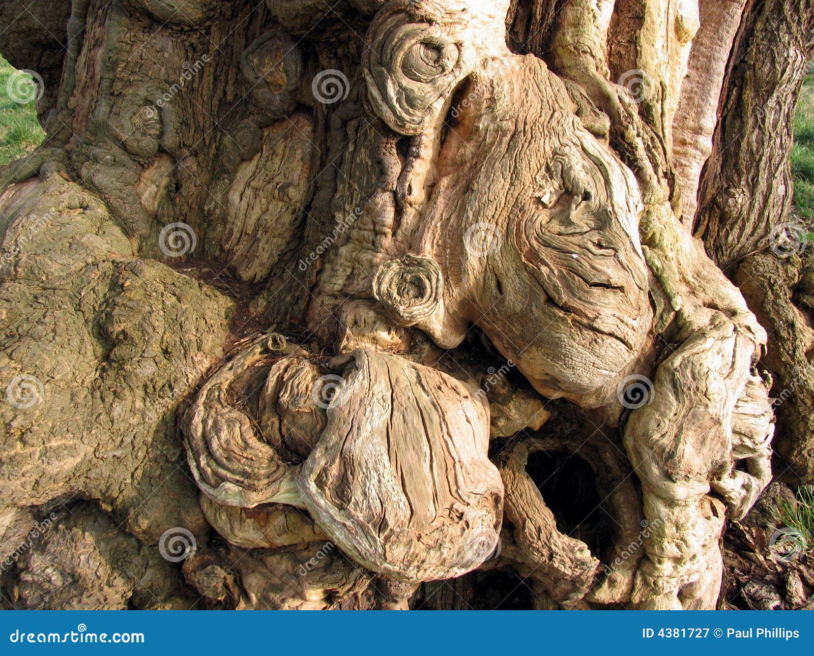 Scary Tree Bark stock image. Image of brown, close, time - 4381727