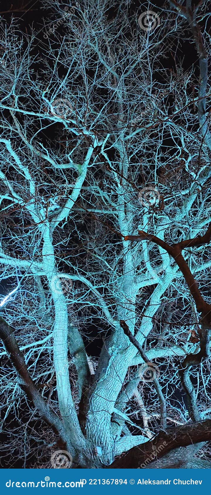 A Big Scary Tree With A Barbed Bark With Spikes Sharp Exotic Tropical ...