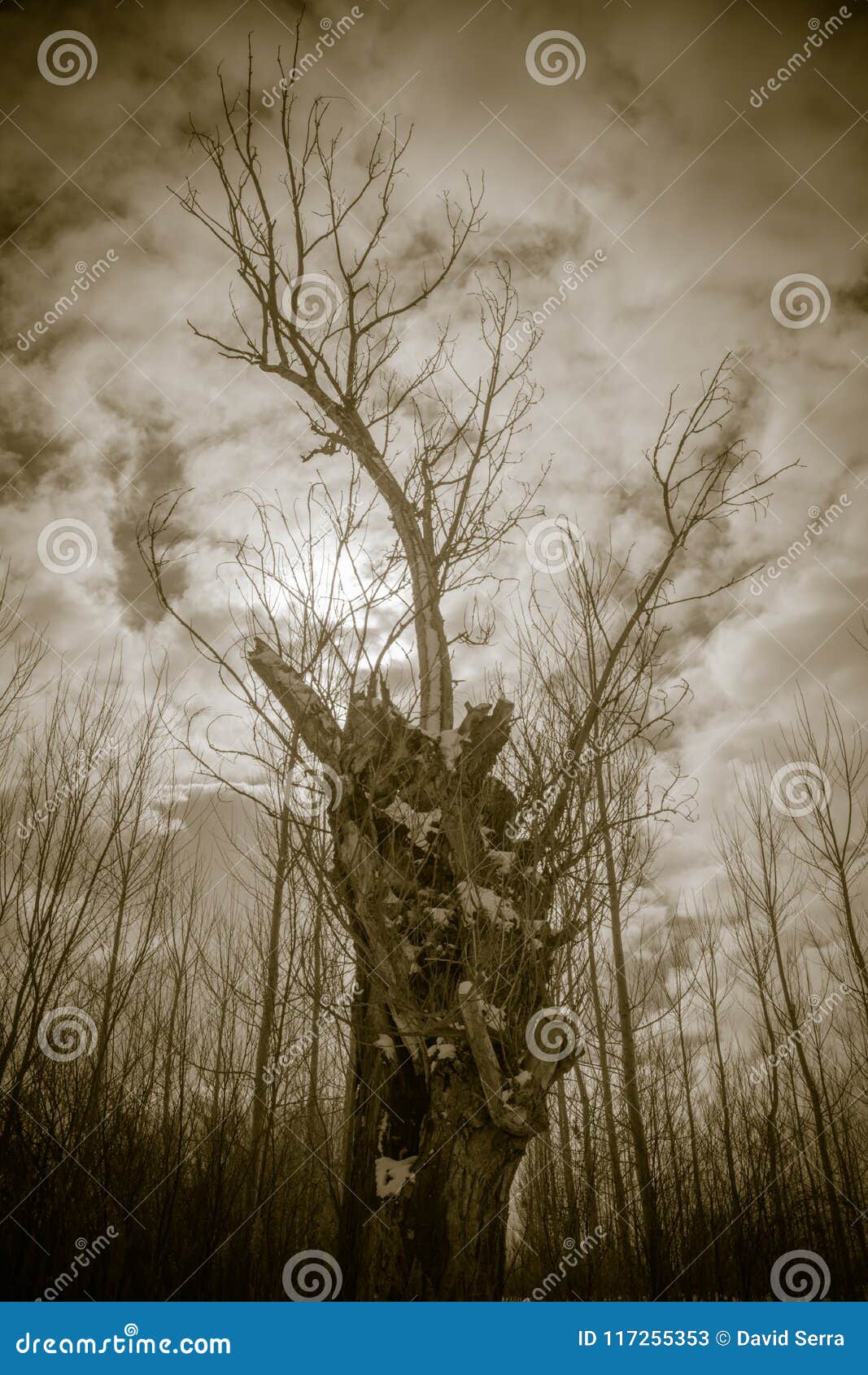 Scary Tree with Dramatic Sky Stock Image - Image of nature, environment ...