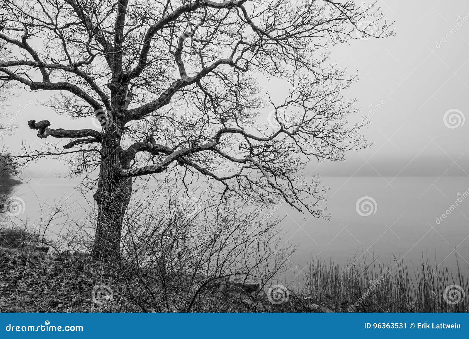 Scary tree in the fog stock image. Image of outdoors - 96363531