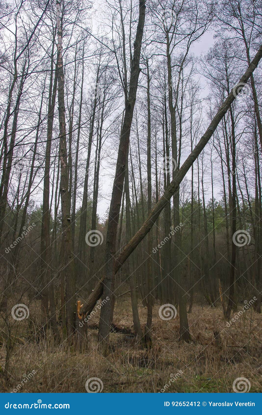 Scary tree in the forest stock photo. Image of rain, dramatic - 92652412