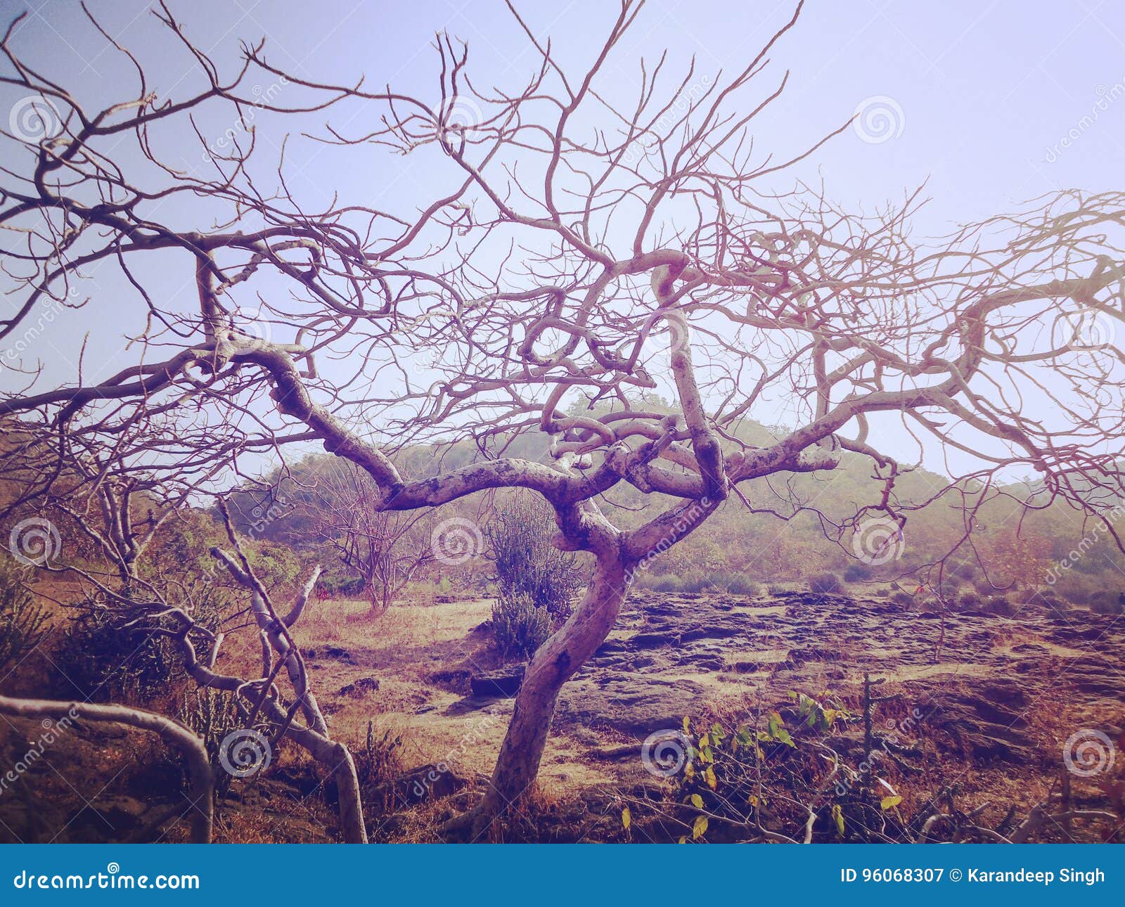 Scary tree stock image. Image of perfect, brown, weird - 96068307