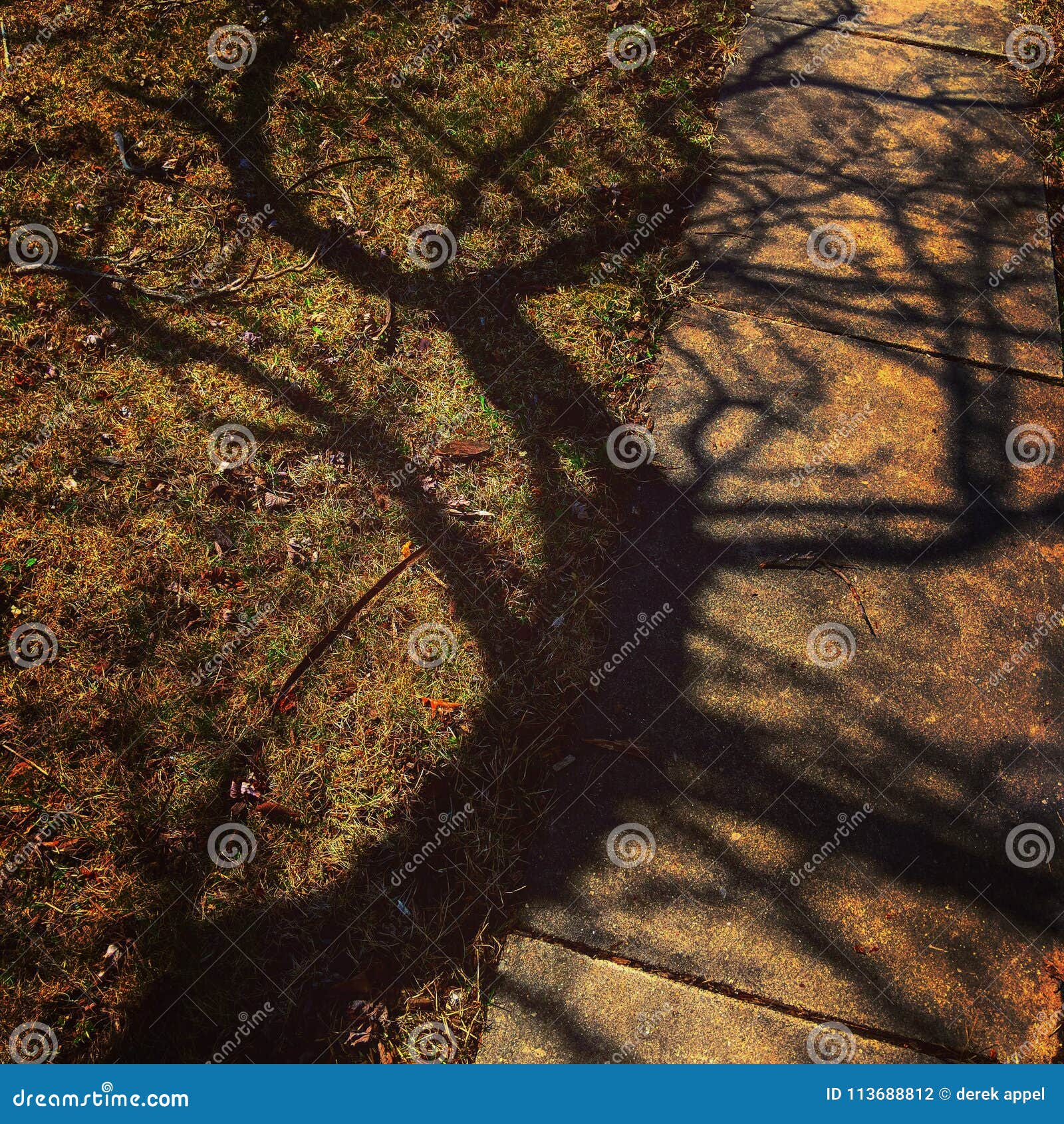 Scary tree stock photo. Image of spooky, scary, tree - 113688812