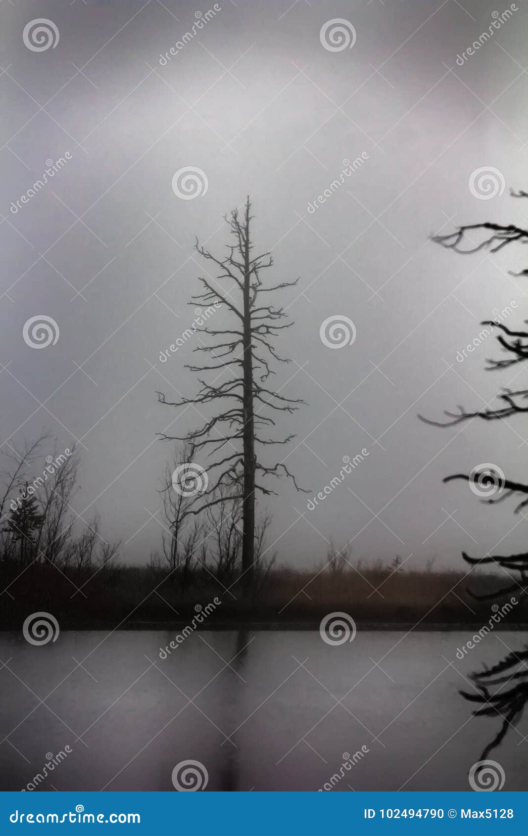 Scary tree in swamp stock photo. Image of anxiety, forest - 102494790