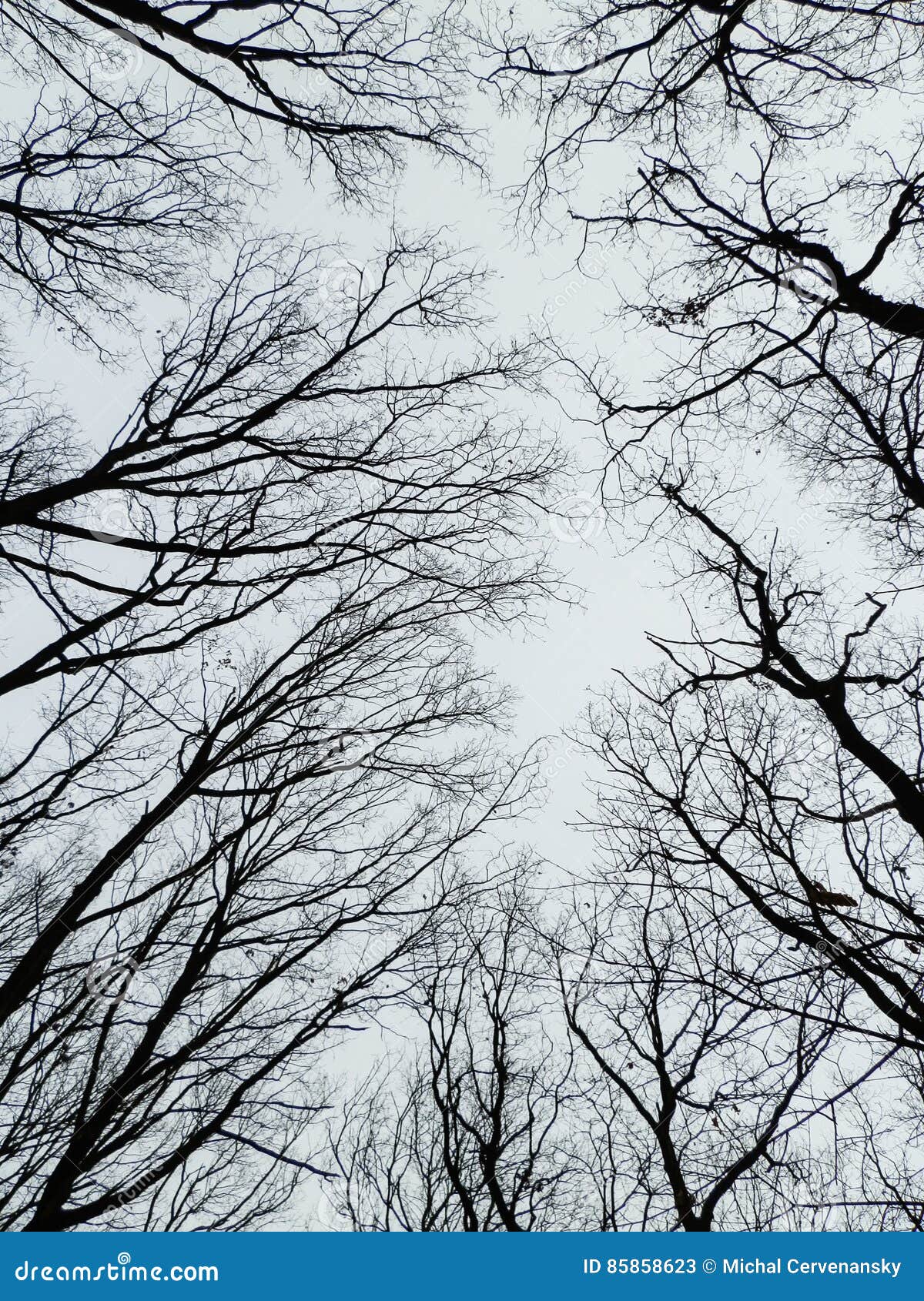 Scary Tree Tops in Winter Forest Stock Image - Image of decoration ...