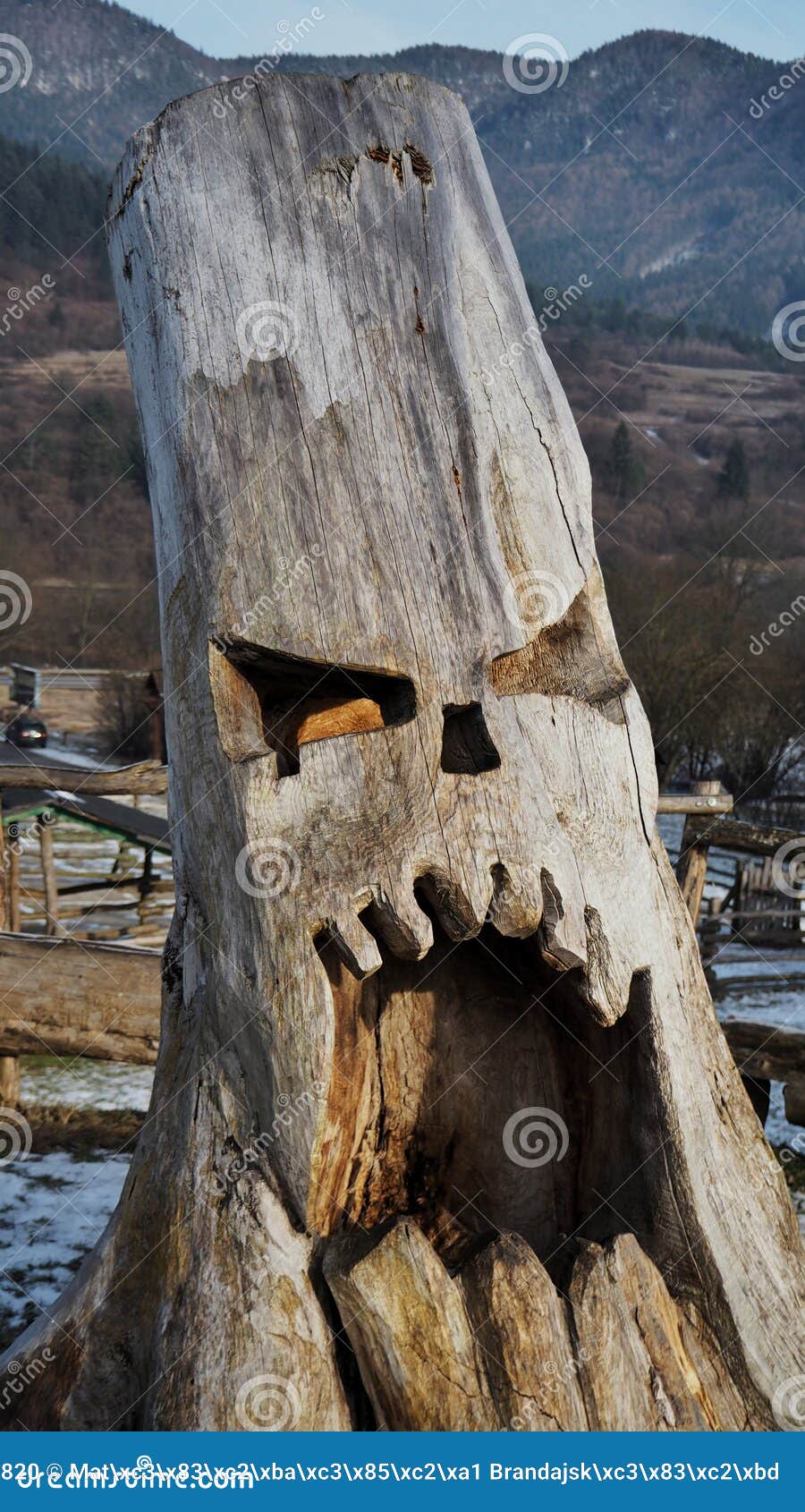 A Big Scary Tree With A Barbed Bark With Spikes Sharp Exotic Tropical ...