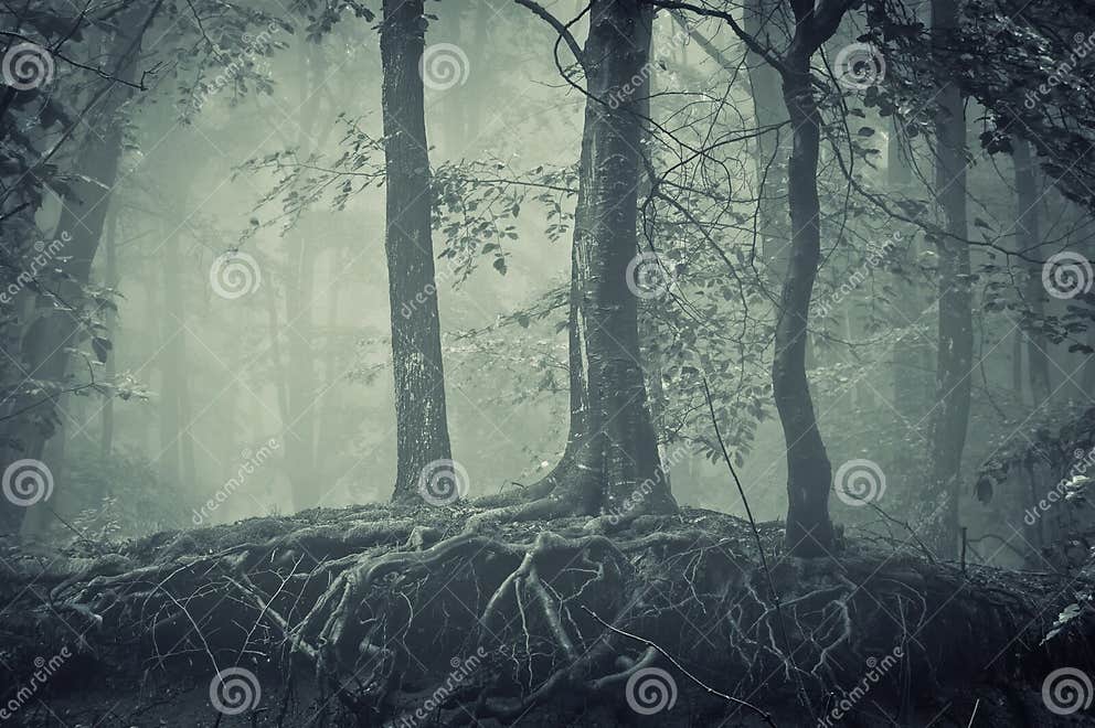 Scary Trees with Roots in a Dark Forest Stock Photo - Image of mist ...
