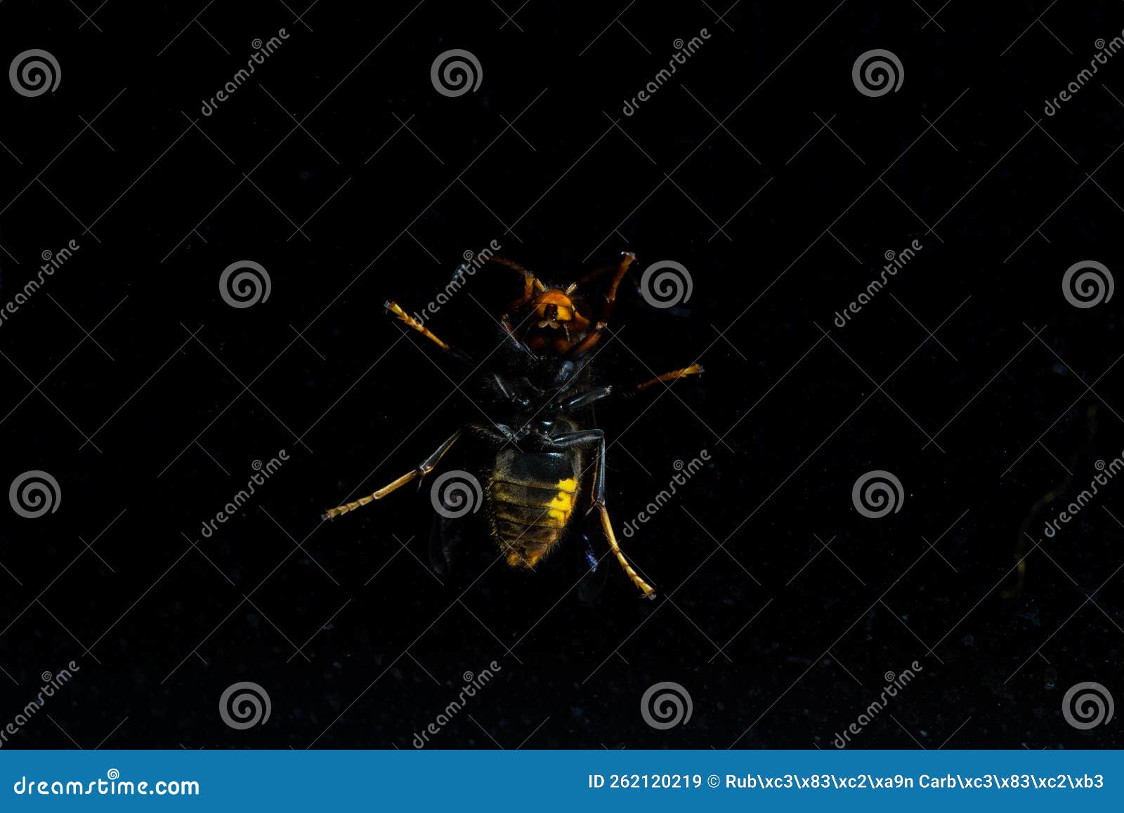 Scary Wasp Perched with Dramatic Lighting Against Black Stock Image ...