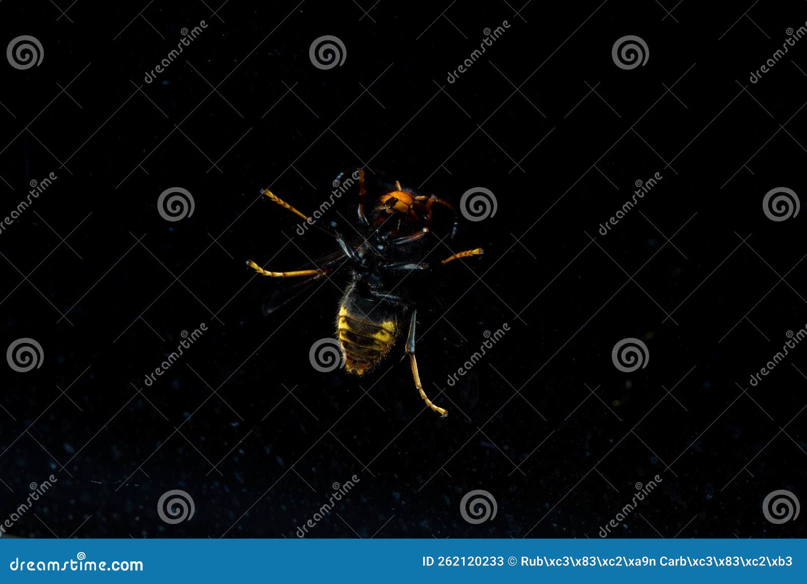 Scary Wasp Perched with Dramatic Lighting Against Black Stock Image ...