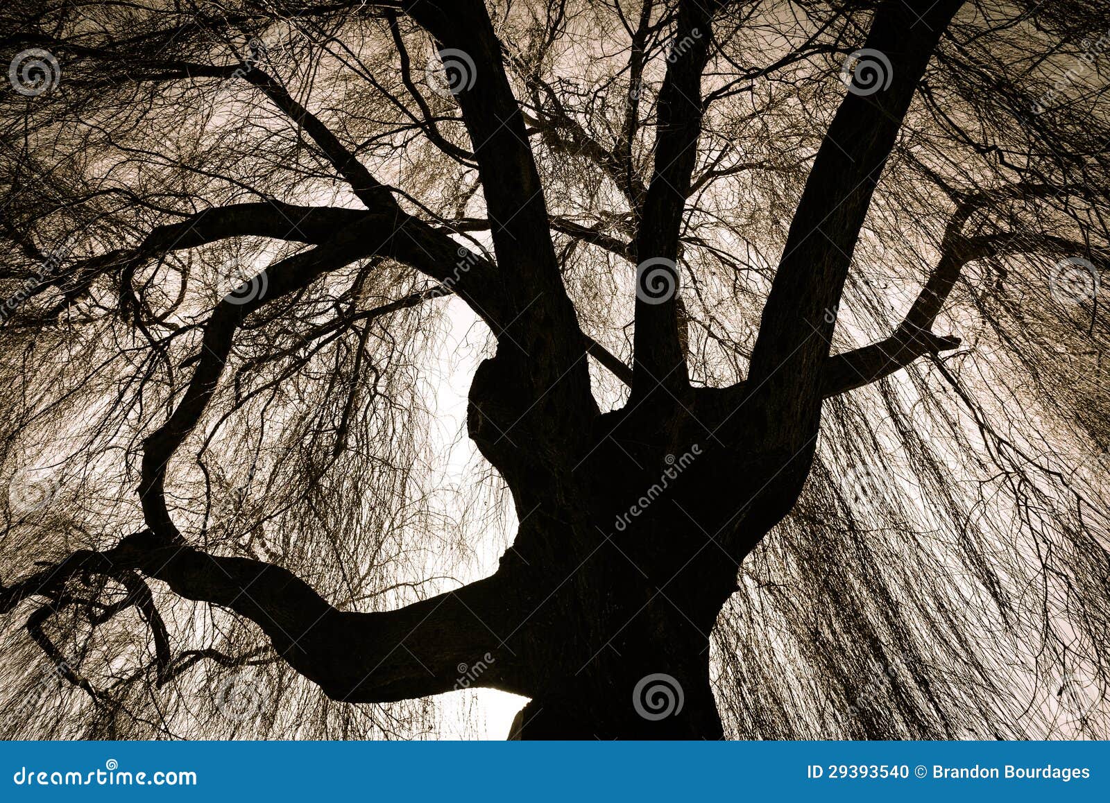 Scary Weeping Willow Tree stock photo. Image of scary - 29393540