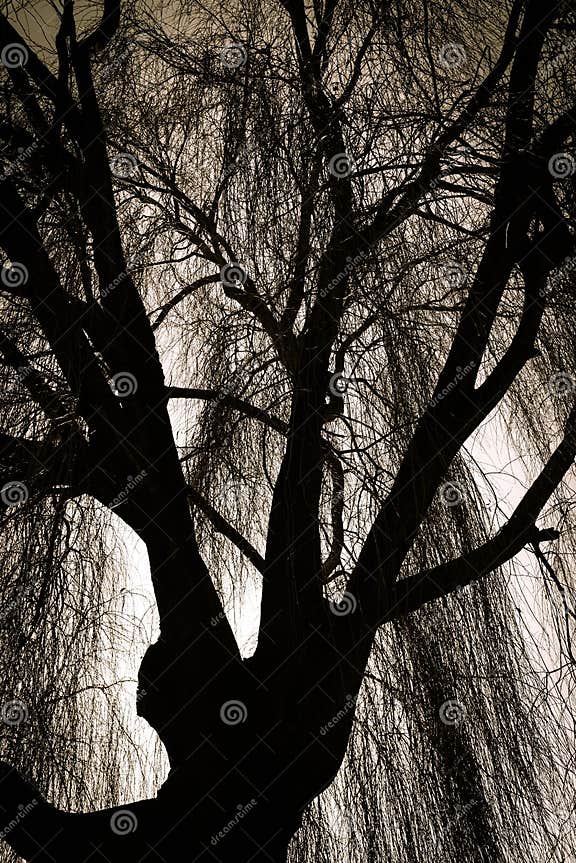 Scary Weeping Willow Tree stock photo. Image of seasonal - 34438216