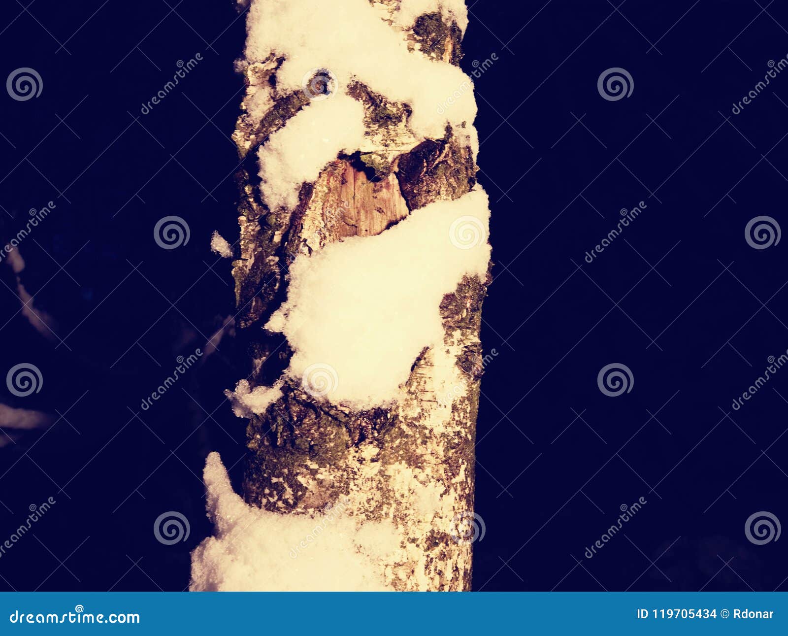 Scary Winter Forest in the Snow. Winter Time Stock Photo - Image of ...