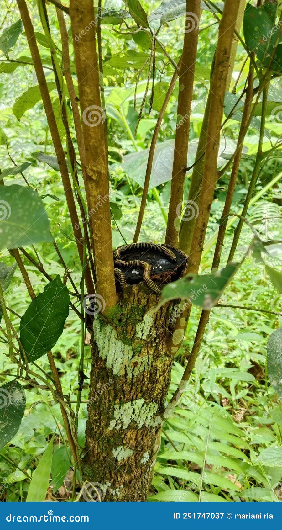 Scary worm at little tree stock image. Image of tropics - 291747037