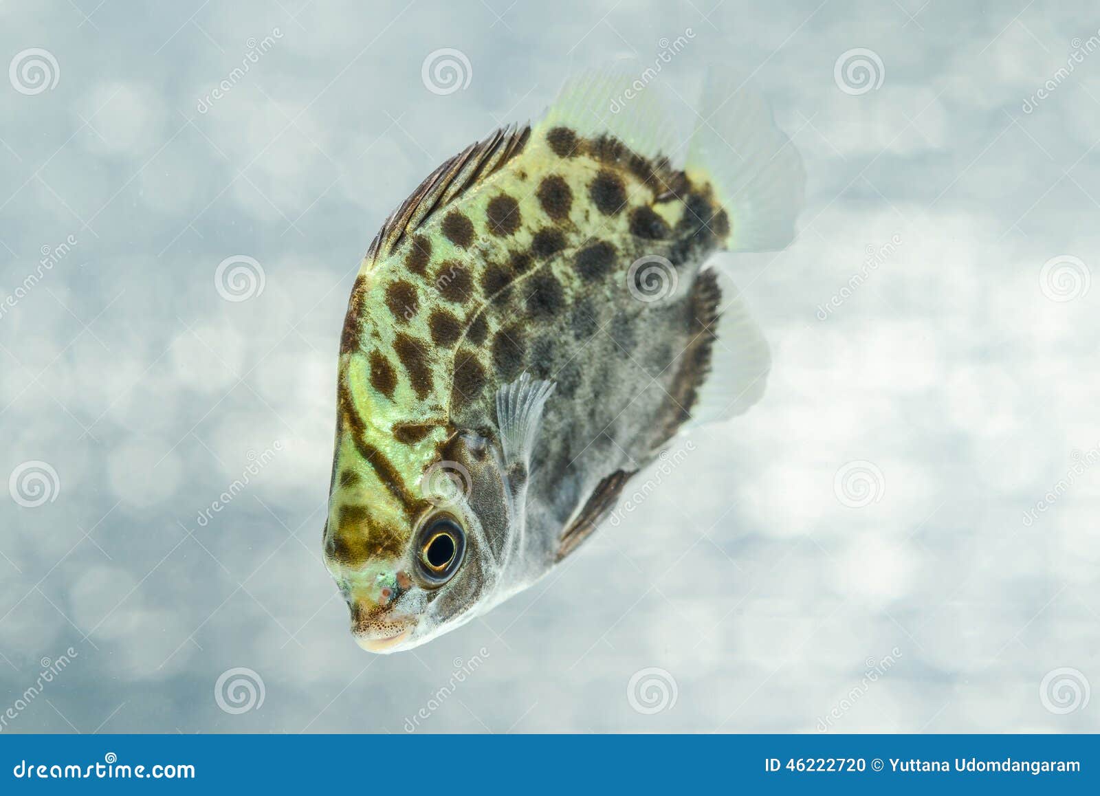 Scat Manchado (Scatophagus Argus) Foto de Stock - Imagem de curva ...