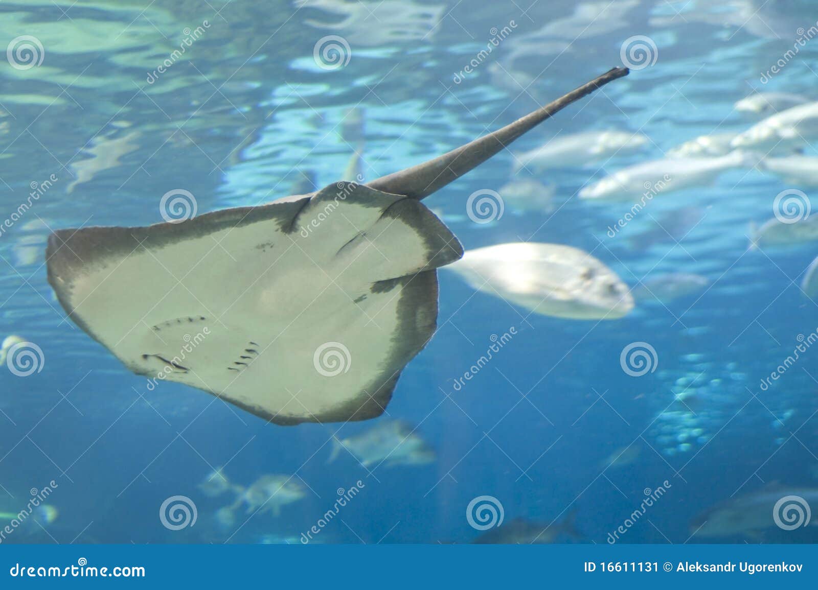 Scate stock image. Image of wildlife, plants, water, aquarium - 16611131