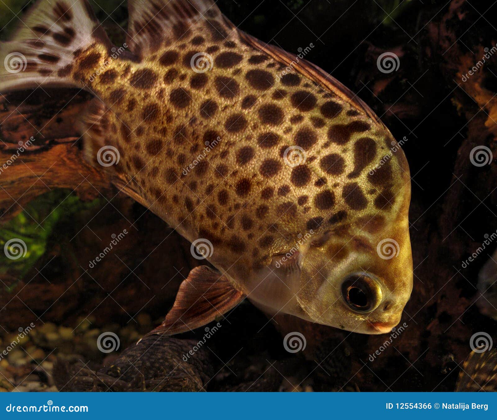 Scatophagus argus stock photo. Image of argus, aquaristic - 12554366