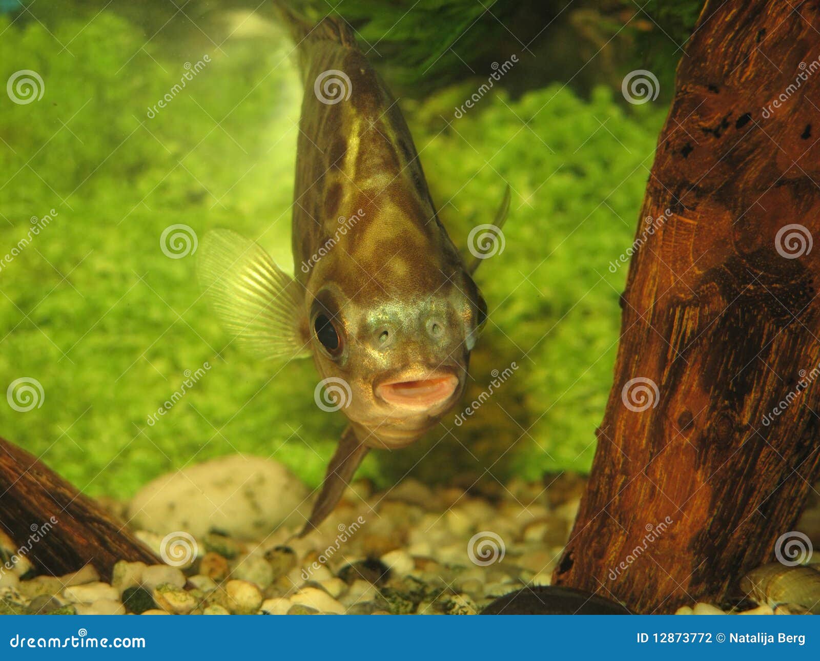 Scatophagus argus stock photo. Image of tropical, closeup - 12873772