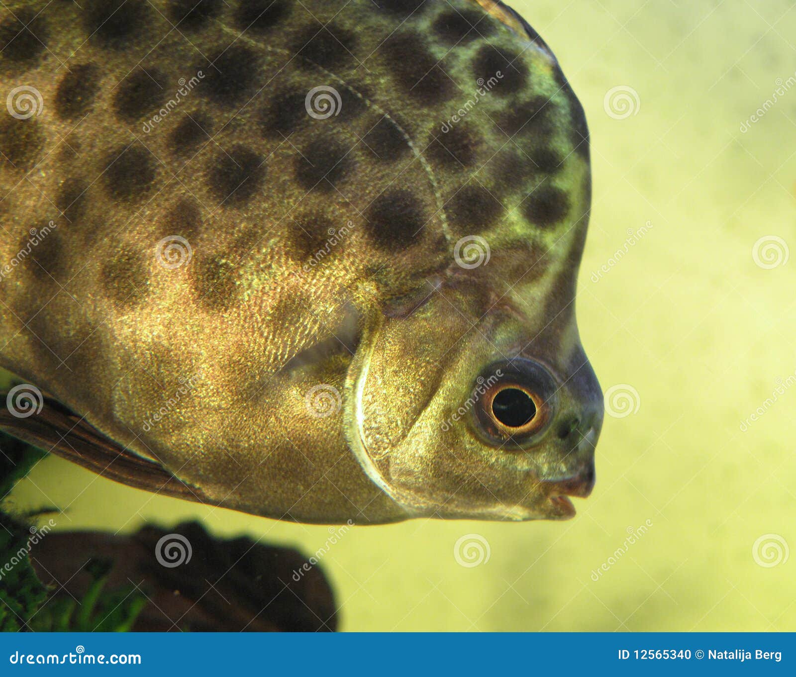 Scatophagus Argus in Aquarium Stock Foto - Image of meer, huisdier ...