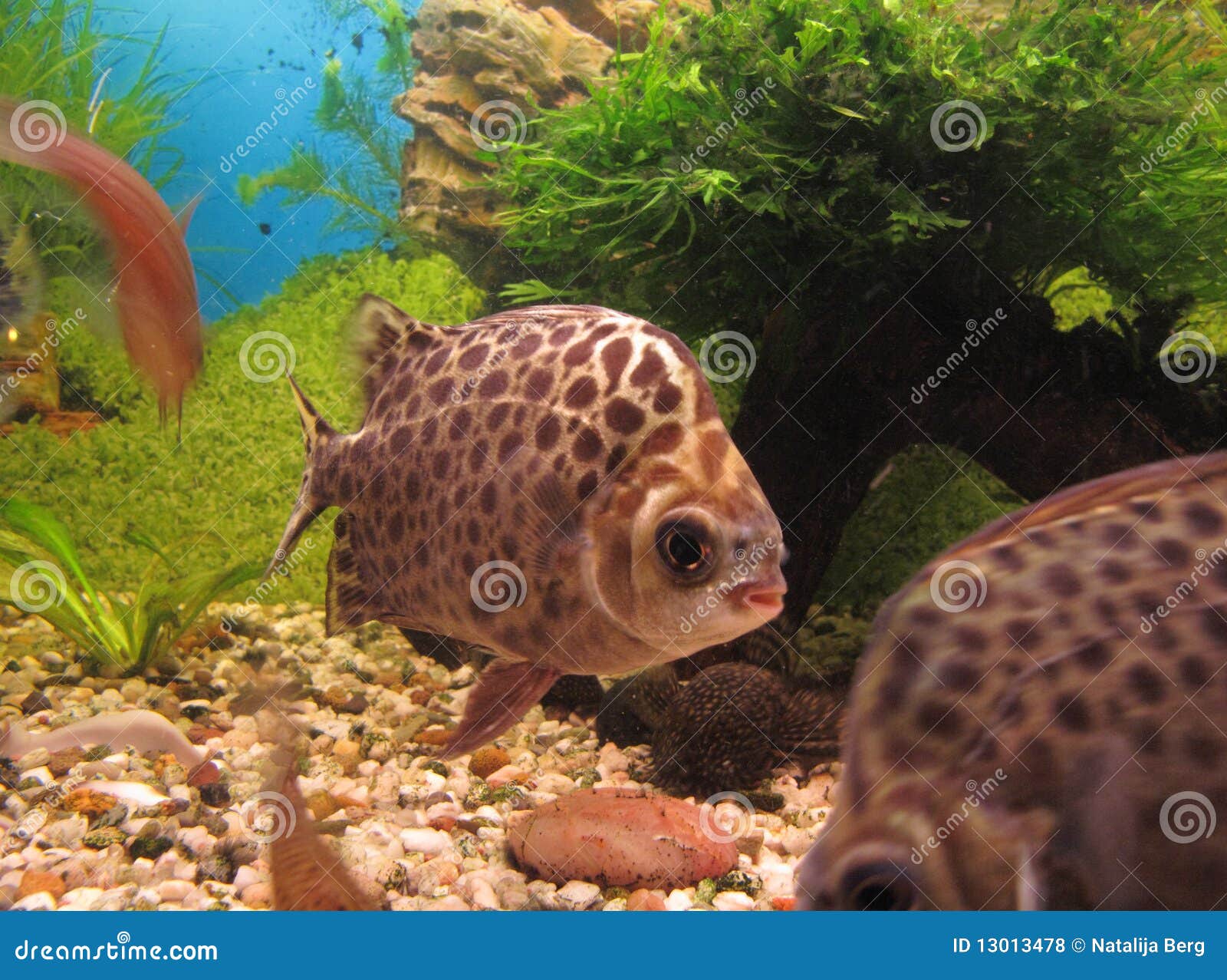 Scatophagus Argus in Aquarium Stock Photo - Image of tropical, fish ...