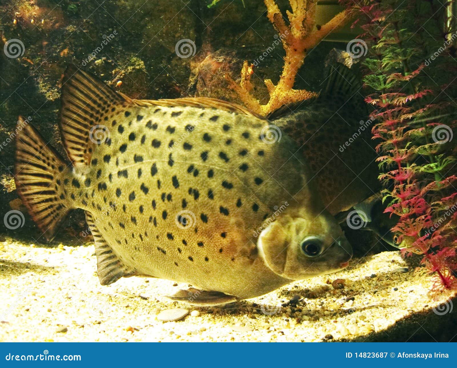 Scatophagus Argus Atromaculatus Stock Image - Image of ocean, marine ...