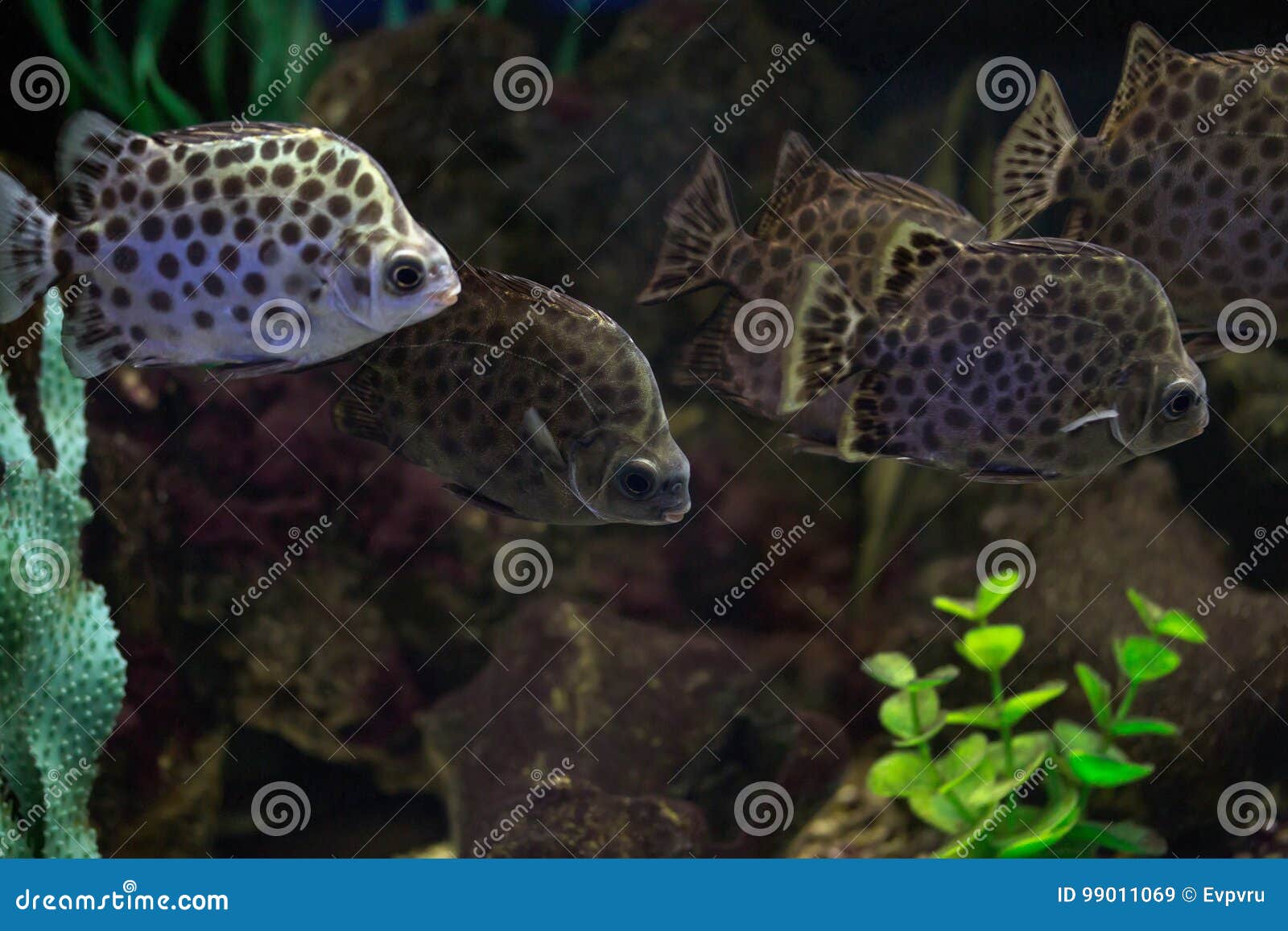 Scatophagus Argus of Bevlekt Scat Stock Afbeelding - Image of huisdier ...