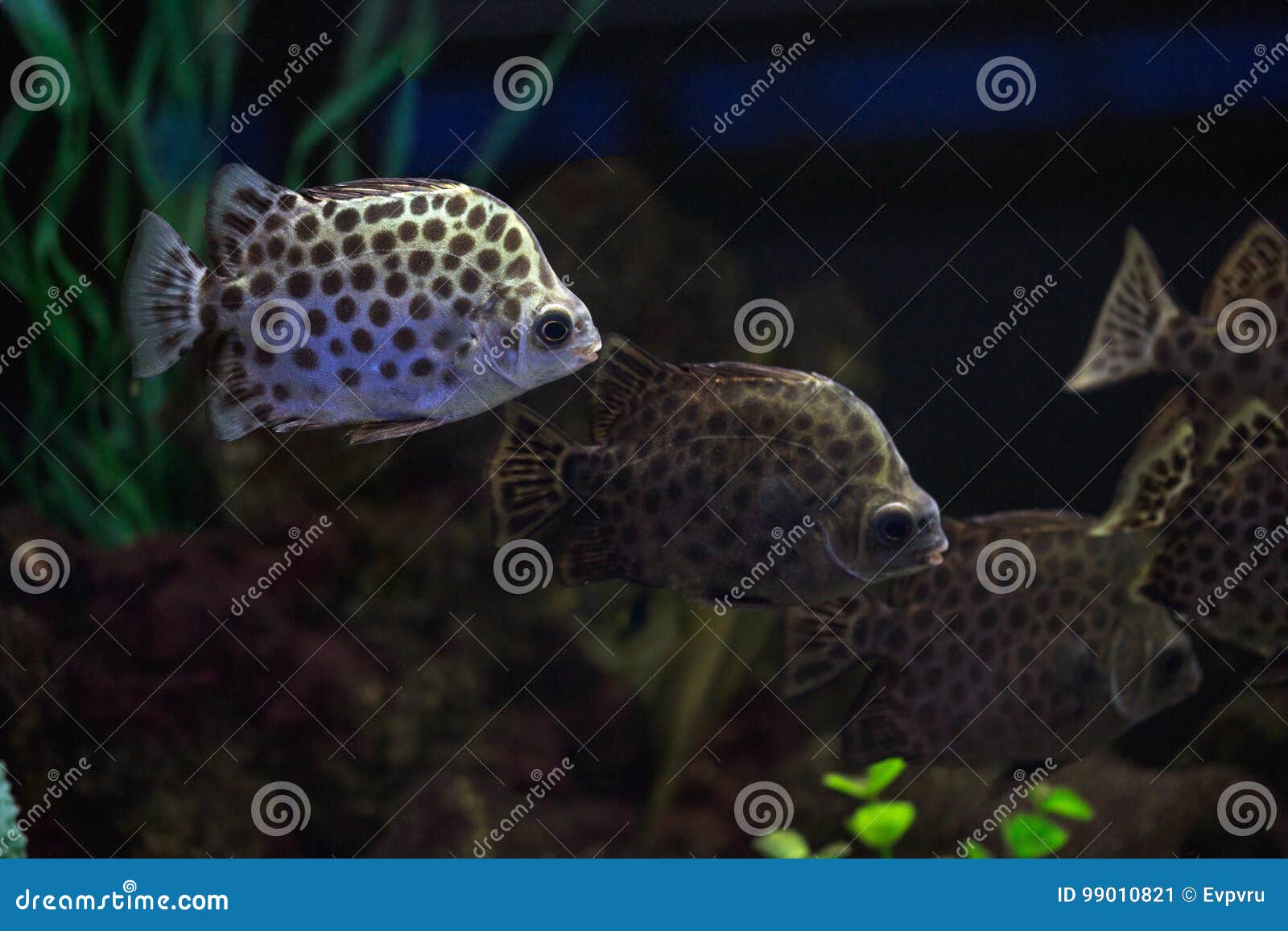 Scatophagus Argus are Popular Aquarium Fish Stock Image - Image of ...