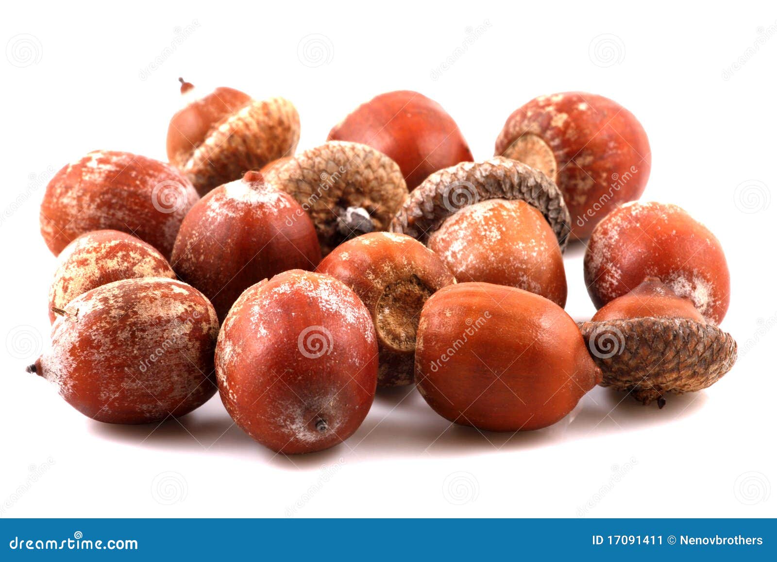 Scattered acorns stock image. Image of acorn, autumn - 17091411
