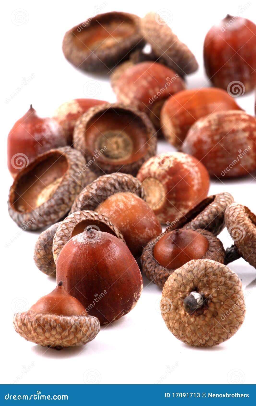 Scattered acorns stock image. Image of single, element - 17091713