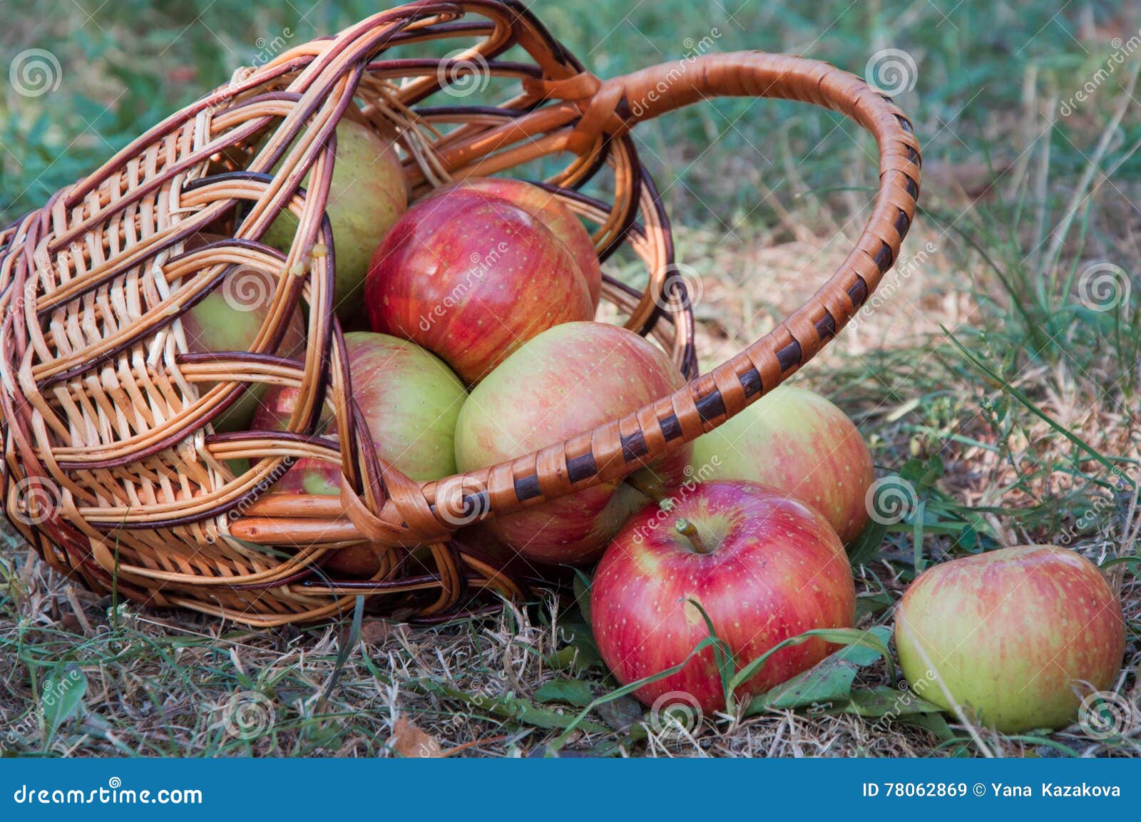 The Scattered Apples in a Basket on a Dry Grass Stock Image - Image of ...