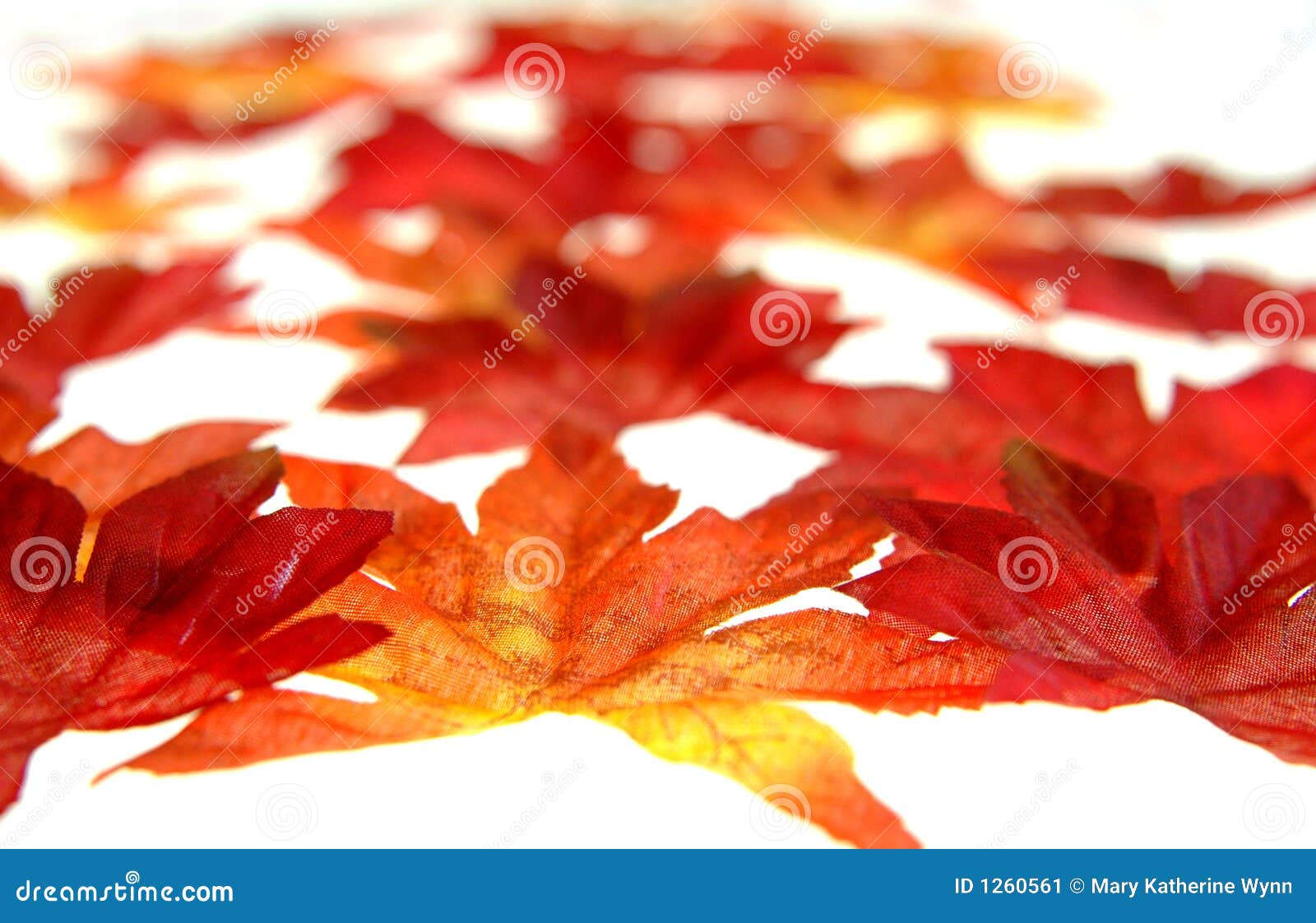 Scattered Autumn leaves stock image. Image of fall, scattered - 1260561