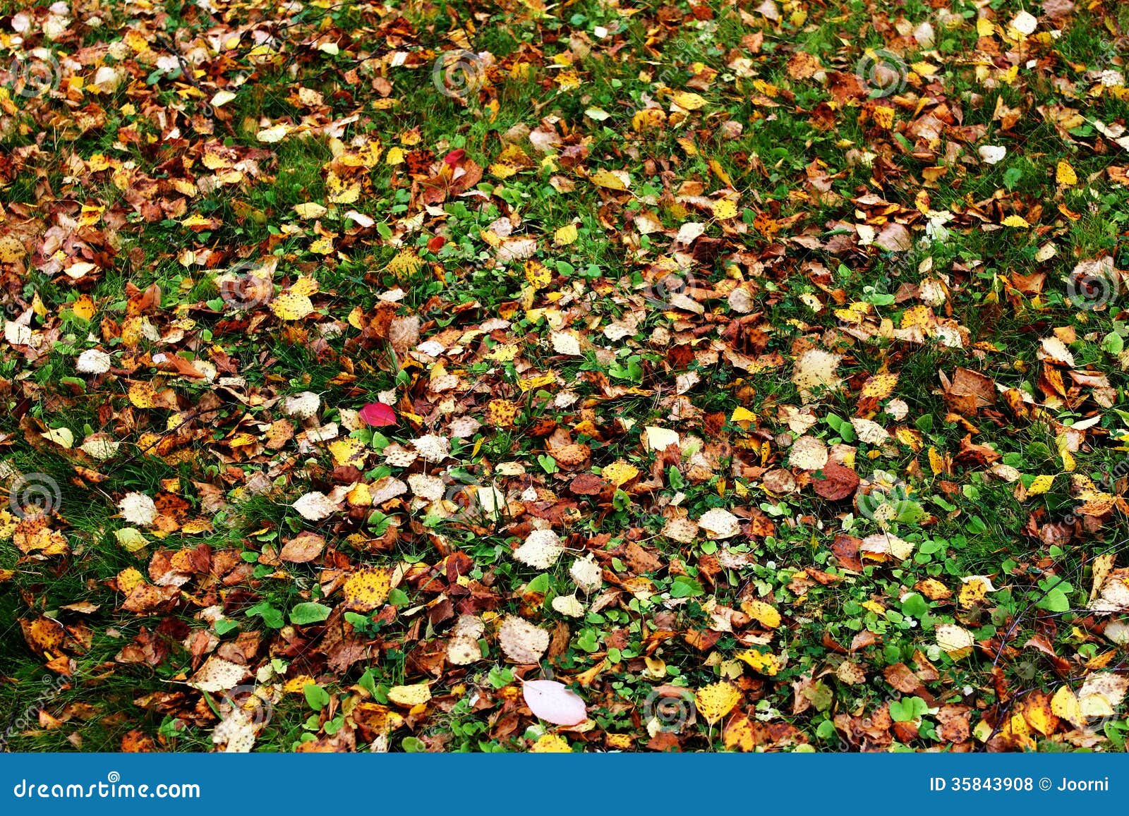 Scattered autumn leaves stock photo. Image of foliage - 35843908
