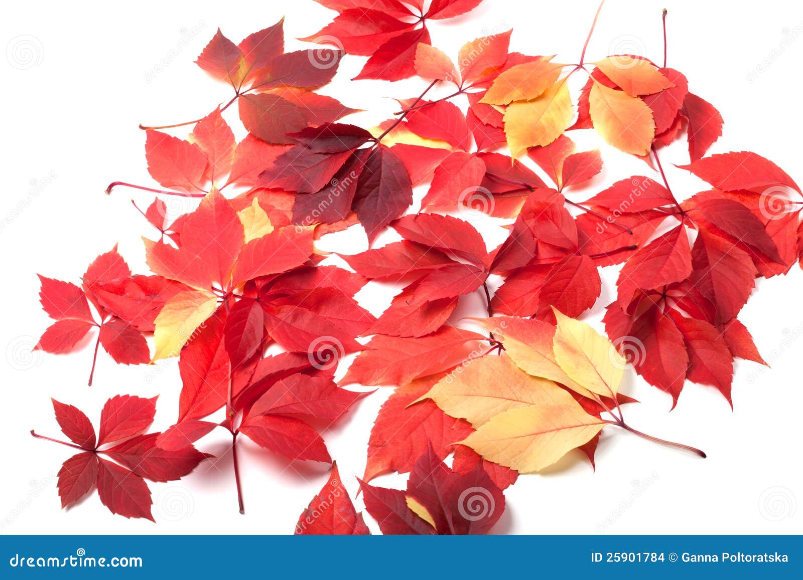 Scattered Autumn Leaves on White Background Stock Photo - Image of ...